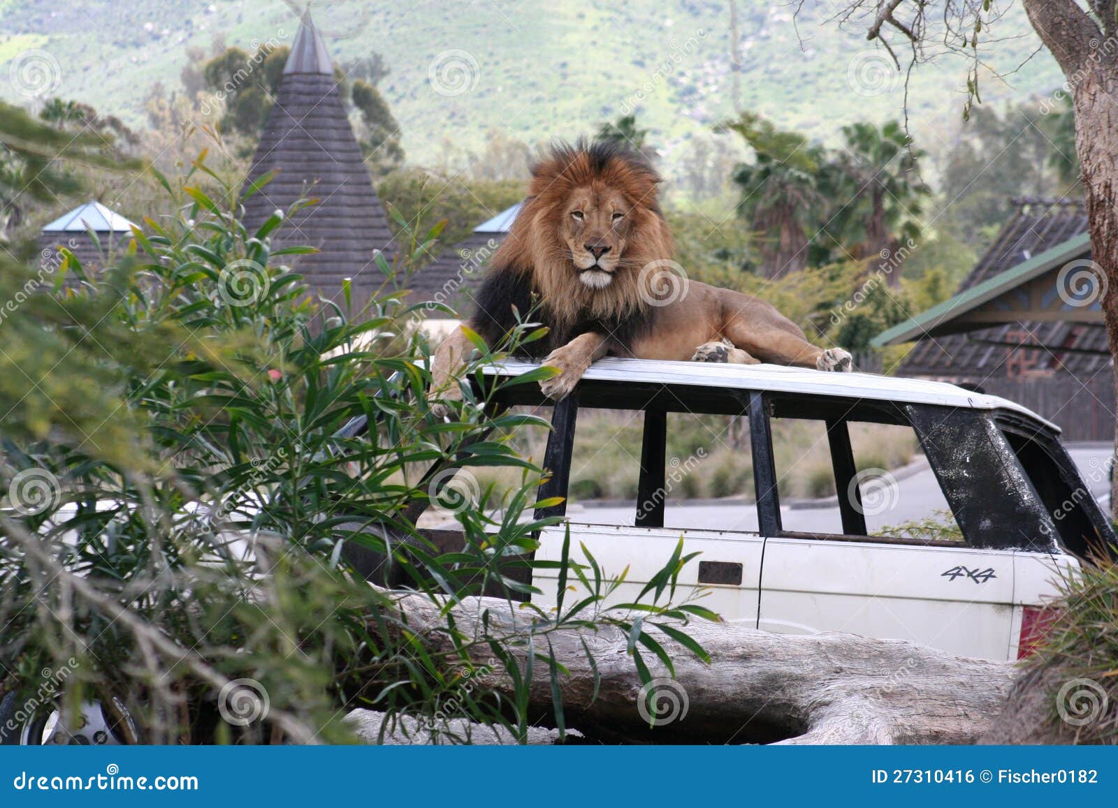 Leone Che Si Siede Su Un'automobile Fotografia Stock - Immagine di ...