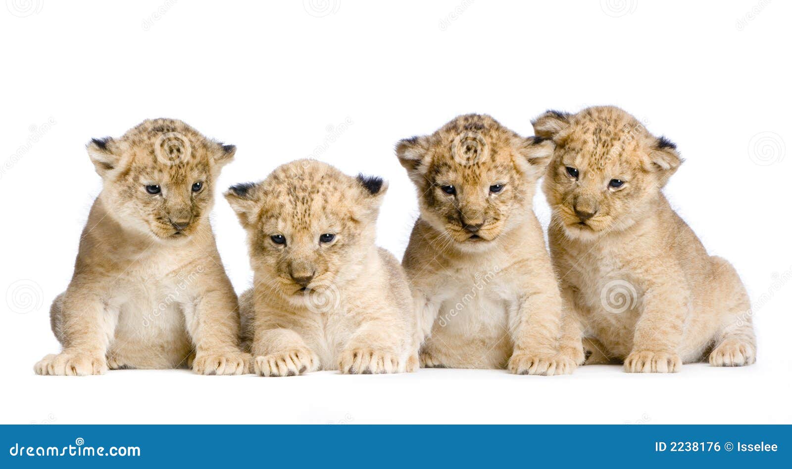 Leone Cub fotografia stock. Immagine di gatto, studio - 2238176