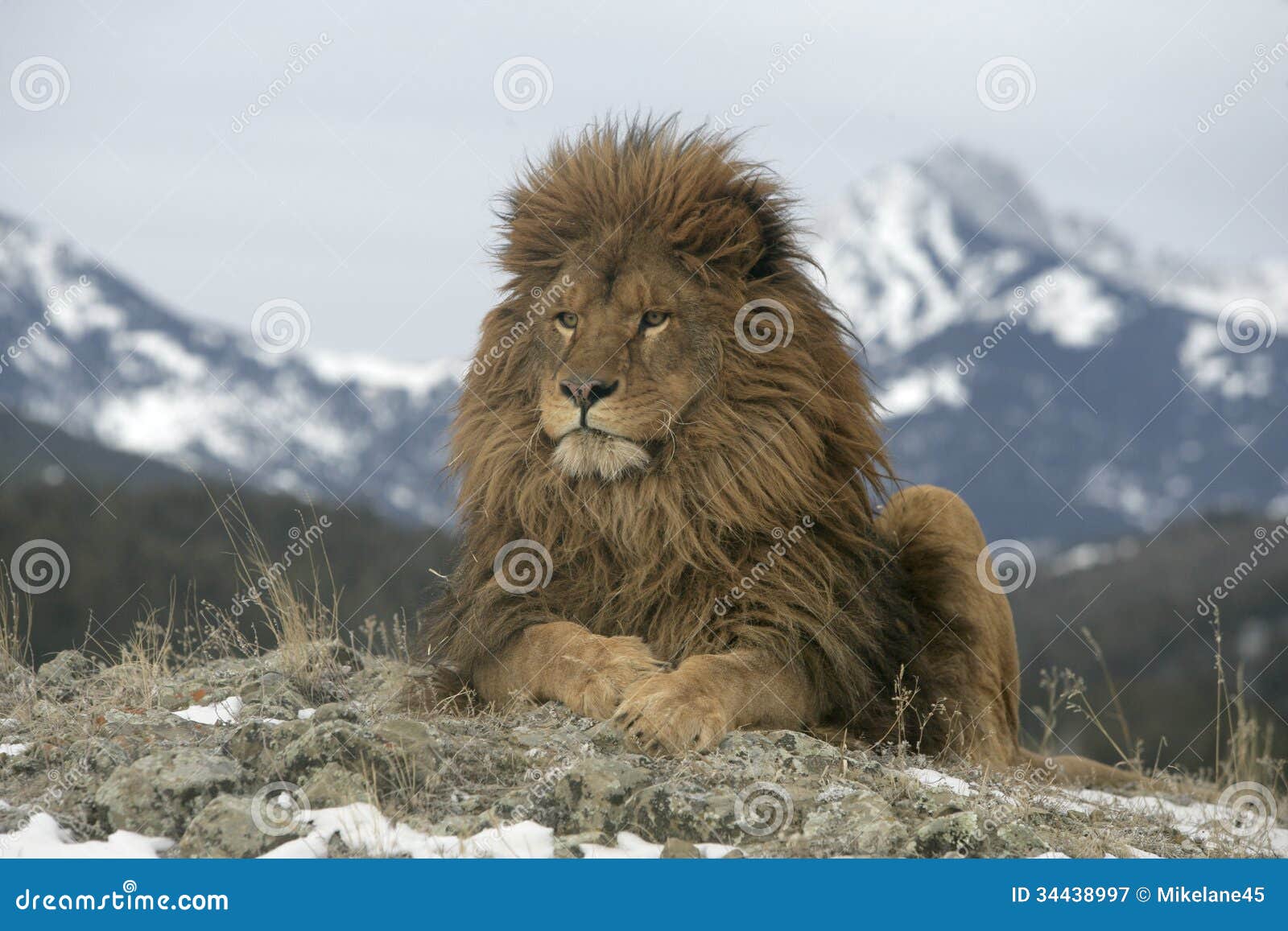 Leone Di Barbary, Panthera Leo Leo Immagine Stock - Immagine di leone ...