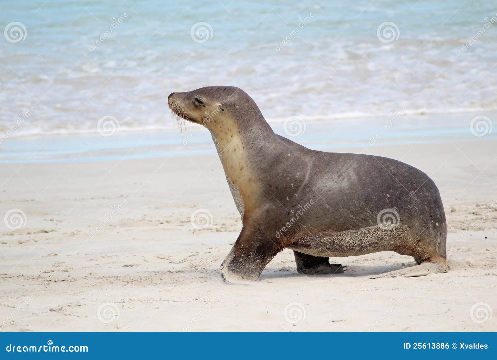 Leone di mare fotografia stock. Immagine di luce, mammifero - 25613886