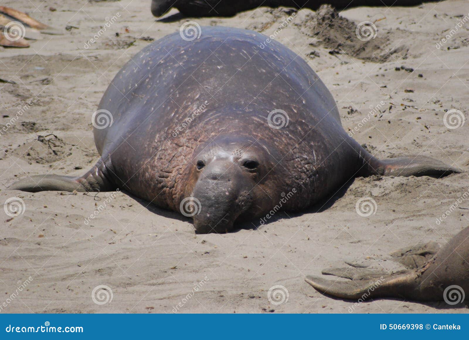 Leone Di Mare Che Prende Il Sole Fotografia Stock - Immagine di roccia ...