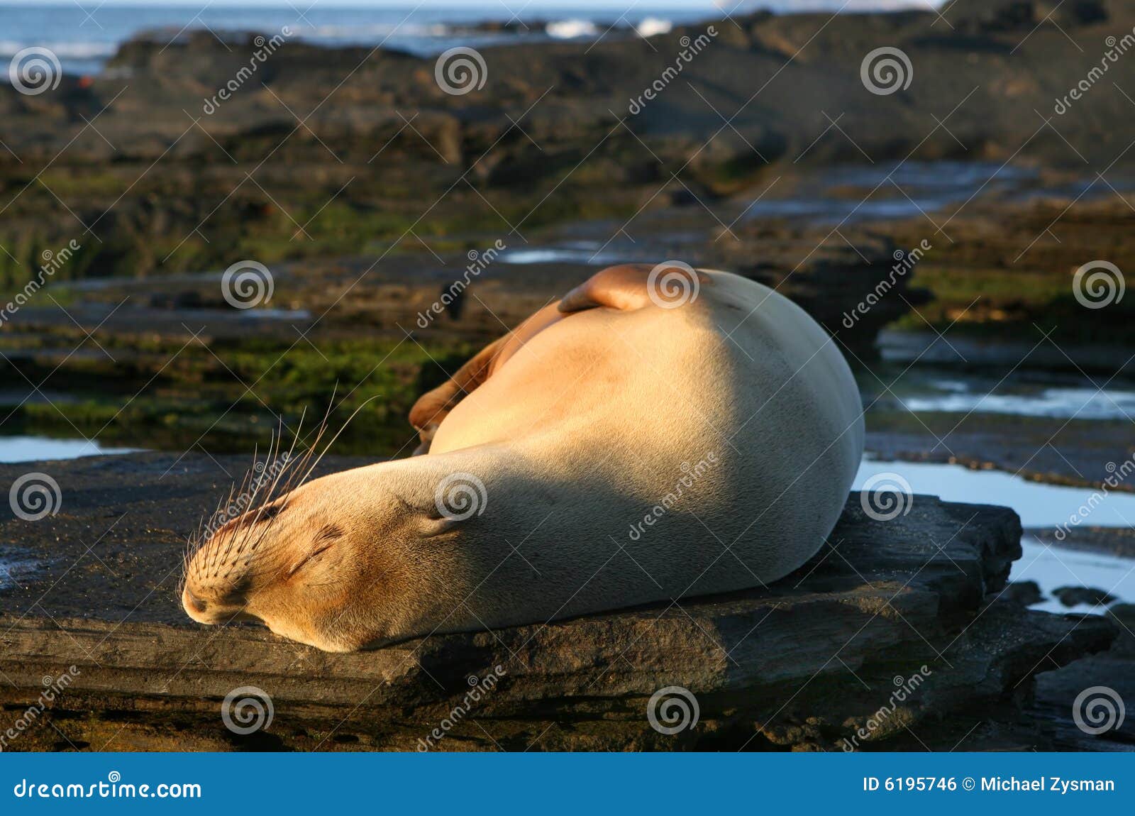 Leone Di Mare Pieno Di Sole Fotografia Stock - Immagine di puntello ...
