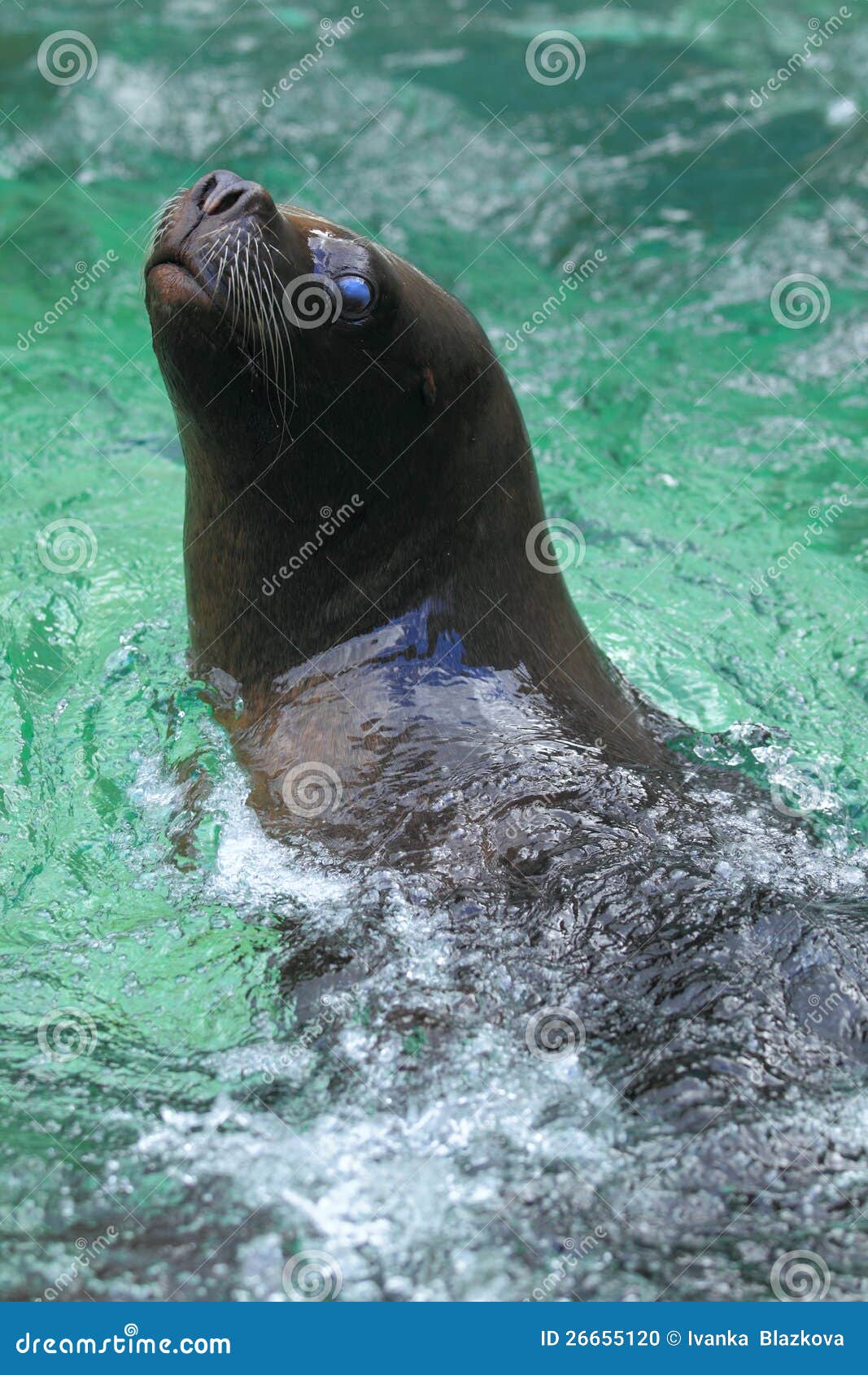 Leone di mare sudamericano fotografia stock. Immagine di nave - 26655120