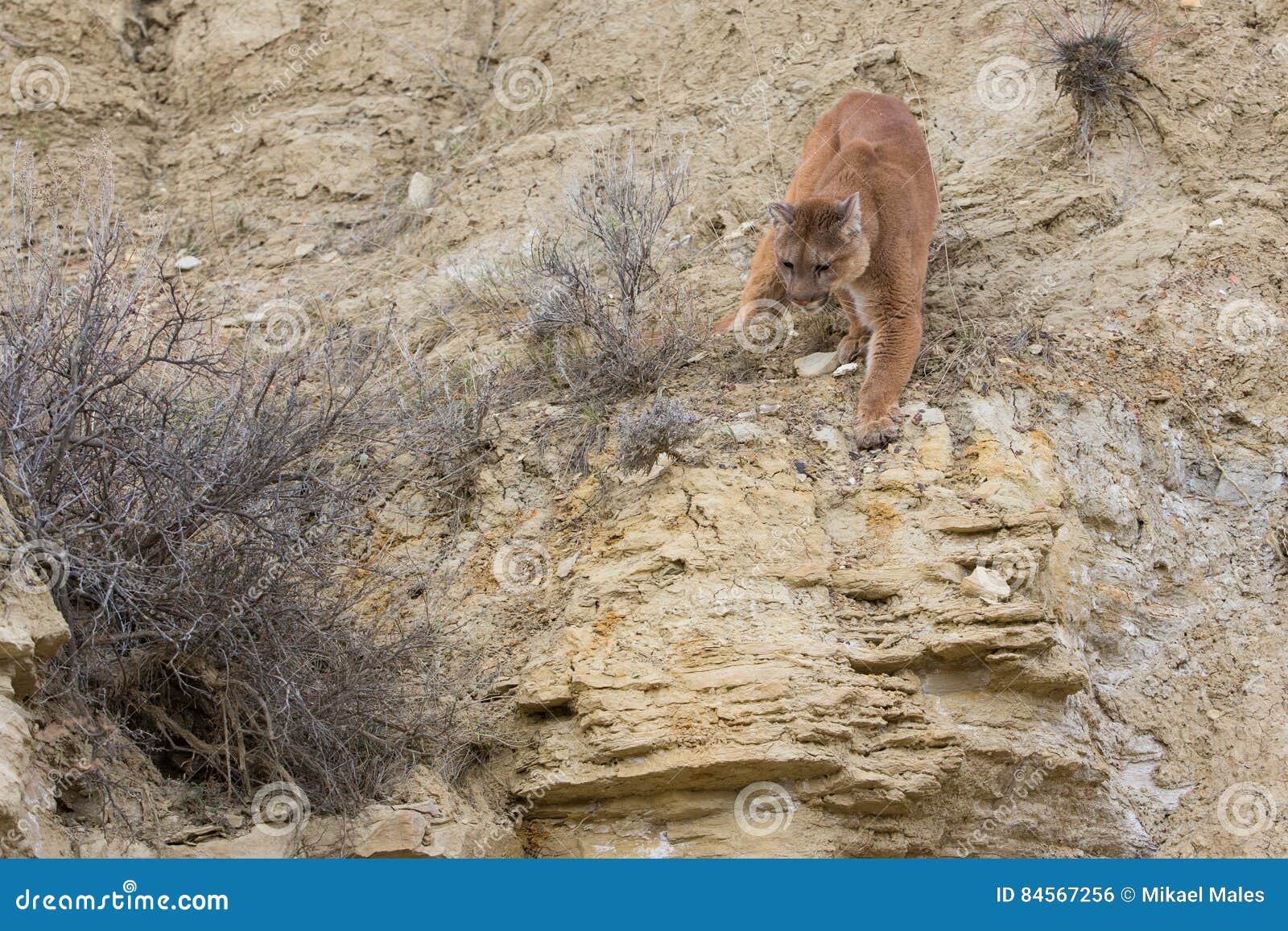 Leone Di Montagna Che Prepara Saltare Sulla Preda Fotografia Stock ...