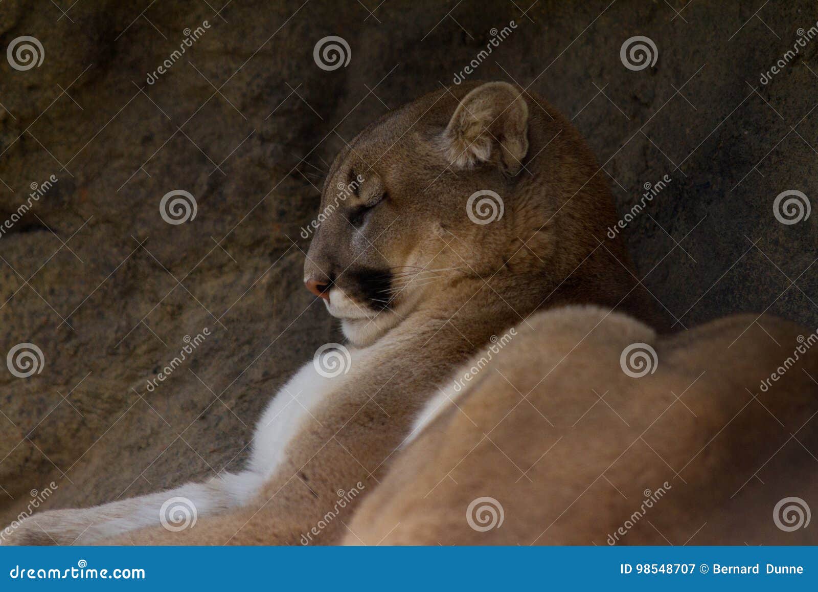 Leone Di Montagna Della Pantera Del Puma Immagine Stock - Immagine di ...