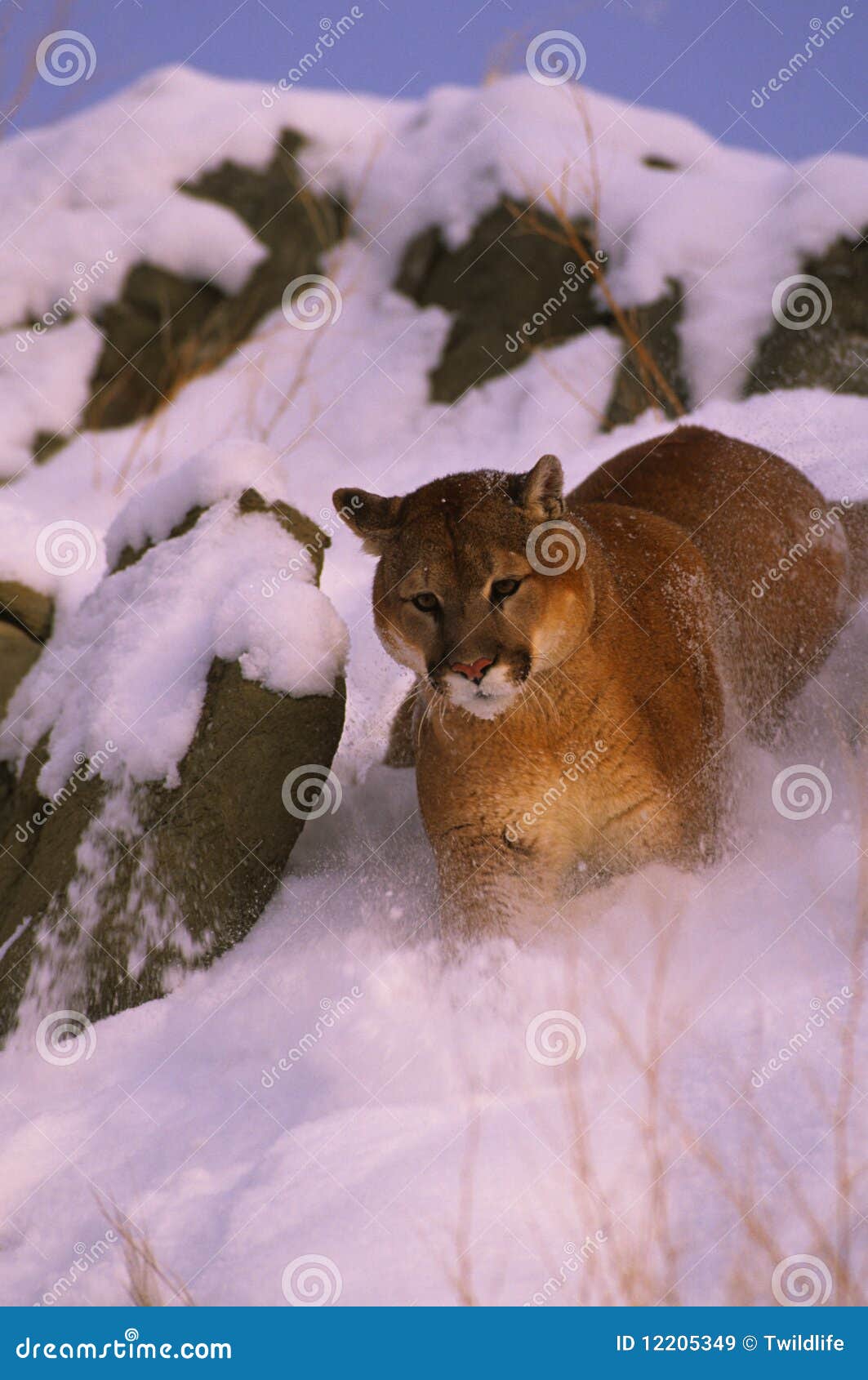 Leone di montagna in neve immagine stock. Immagine di felino - 12205349