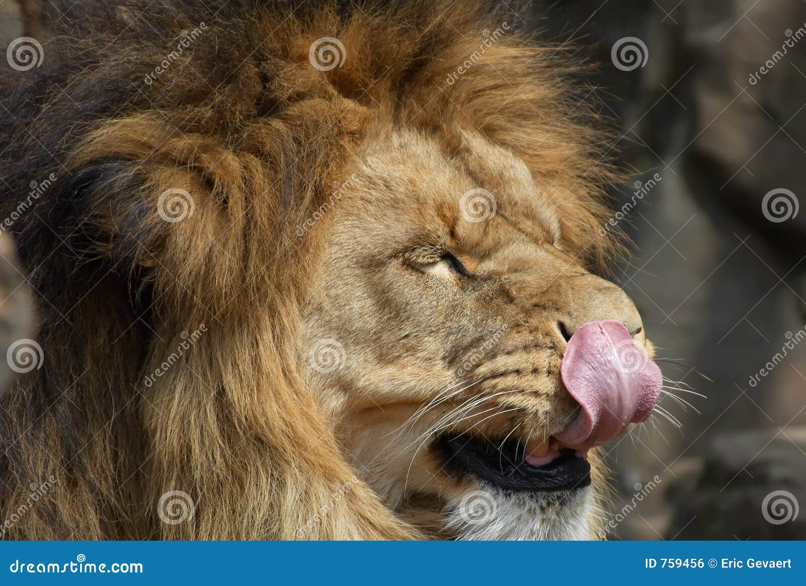 Leone divertente fotografia stock. Immagine di cerchi, naughty - 759456