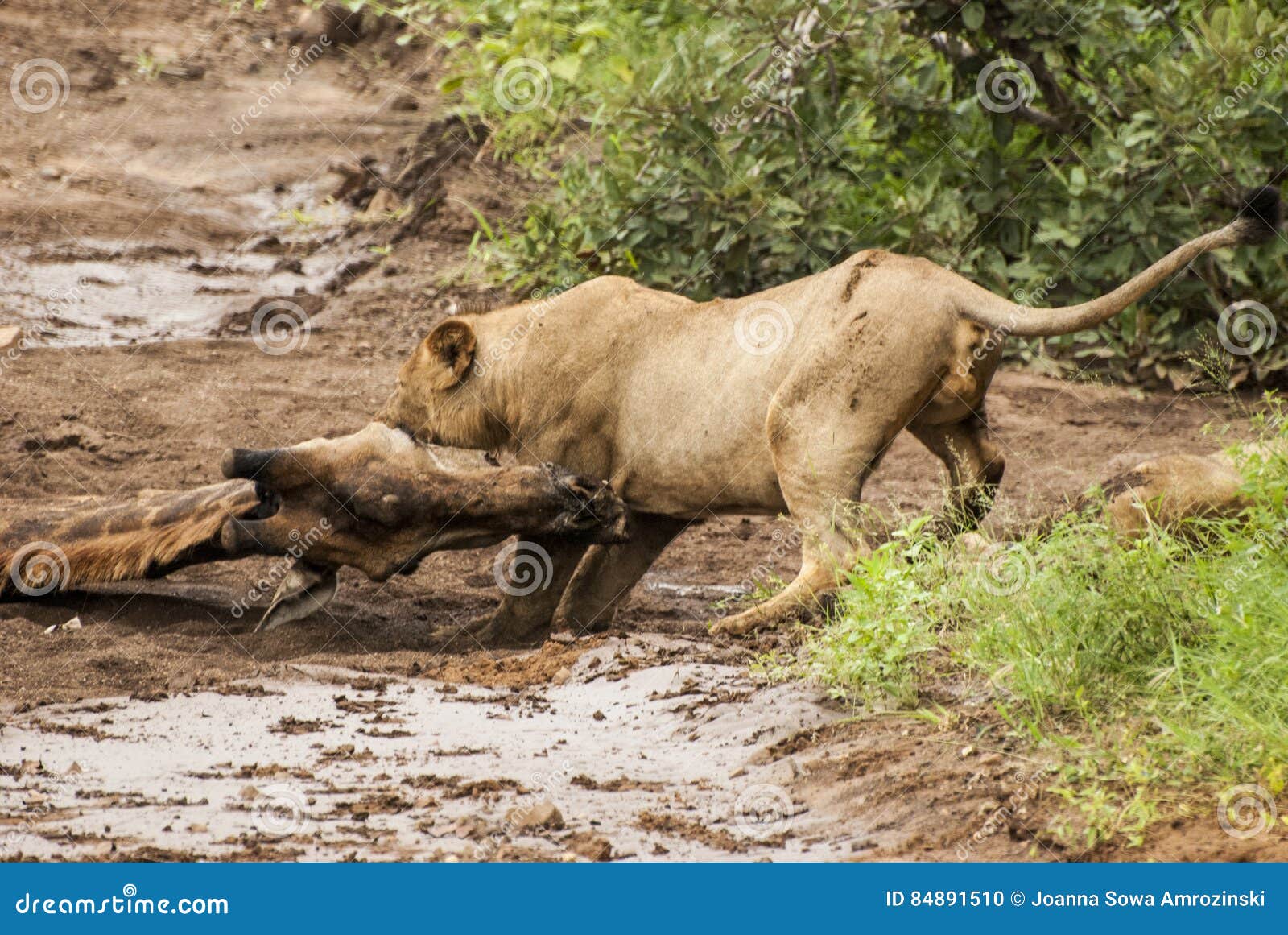 Leone E La Sua Giraffa Della Preda Fotografia Stock - Immagine di ...