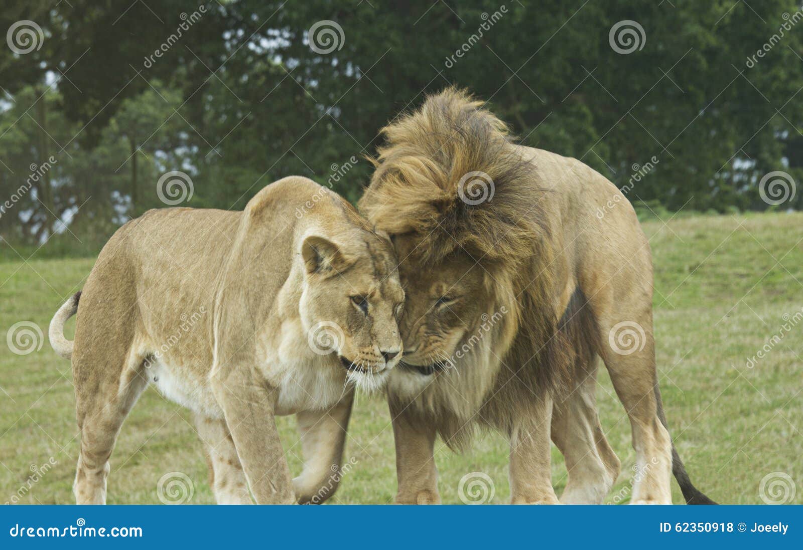 Leone E Leonessa Nell'amore Fotografia Stock - Immagine di leone ... Leone E Leonessa Nell'amore Fotografia Stock - Immagine di leone ...
