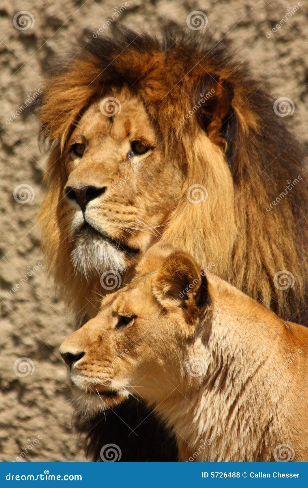 Leone e Lioness fotografia stock. Immagine di sabbie, masai - 5726488