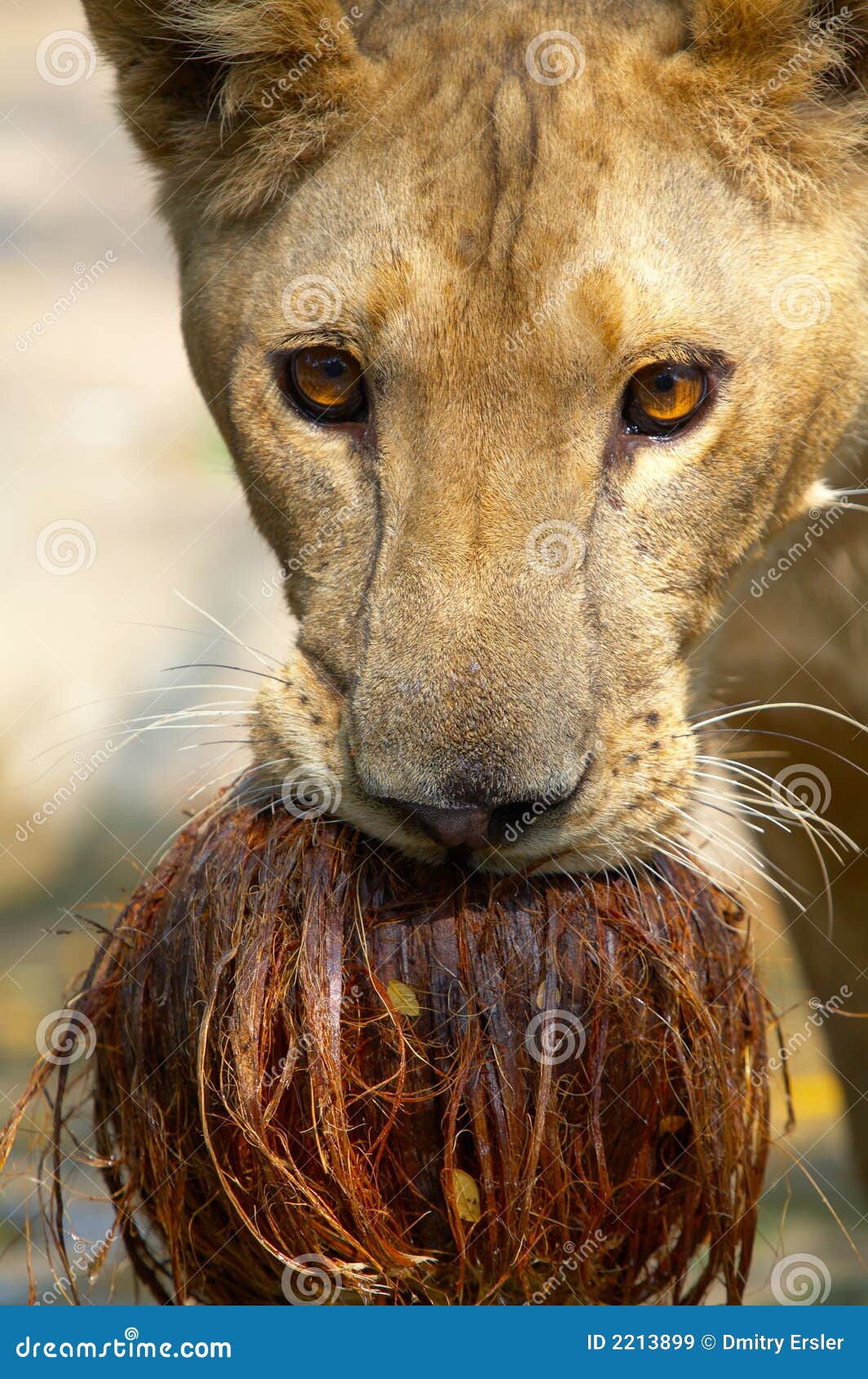 Leone e noce di cocco immagine stock. Immagine di lista - 2213899