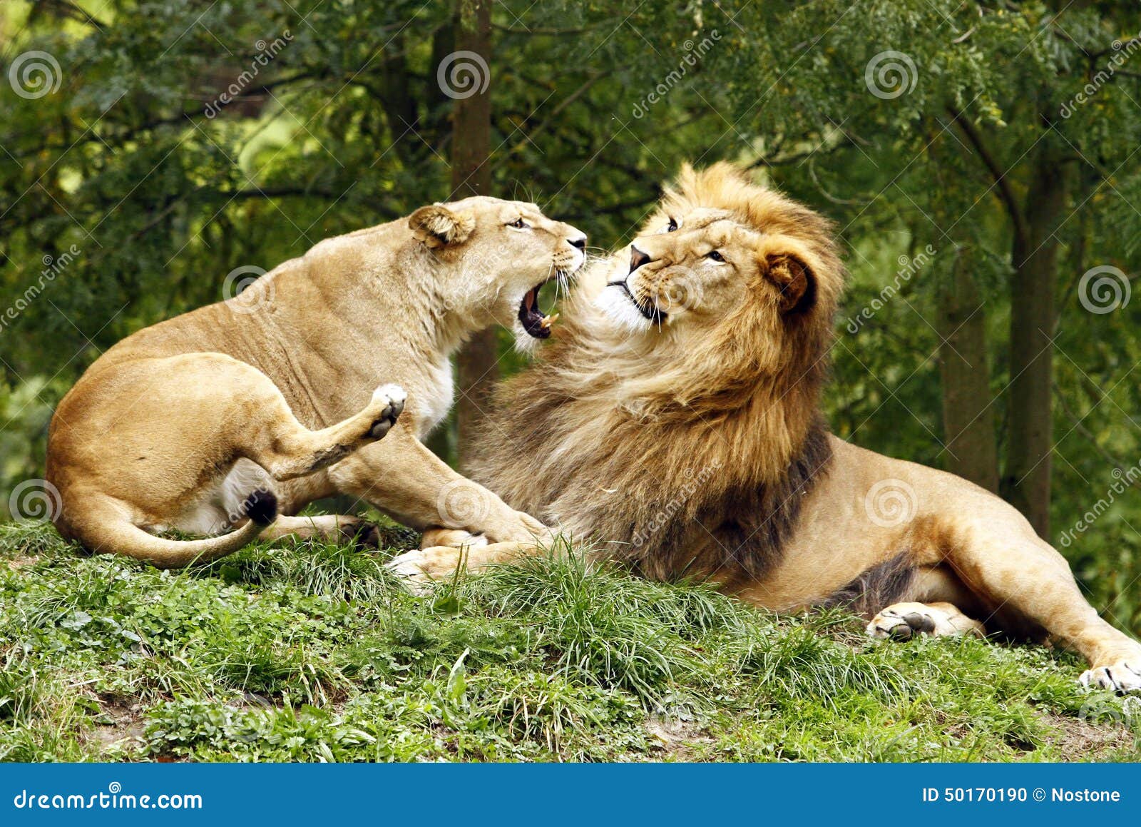 Leone e tigre fotografia stock. Immagine di coppie, tigre - 50170190