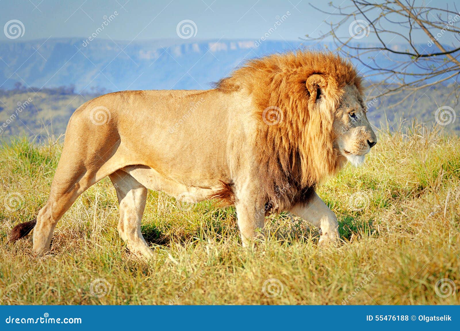 Leone in Lion Park, Sudafrica Fotografia Stock - Immagine di camminare ...