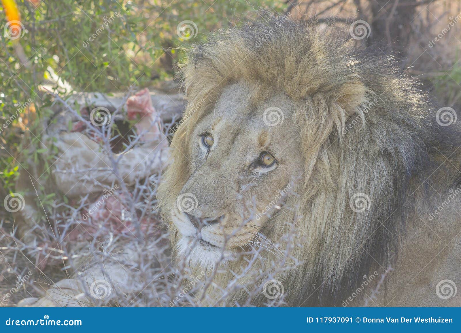 Leone Maschio Vicino Alla Sua Preda Immagine Stock - Immagine di ...