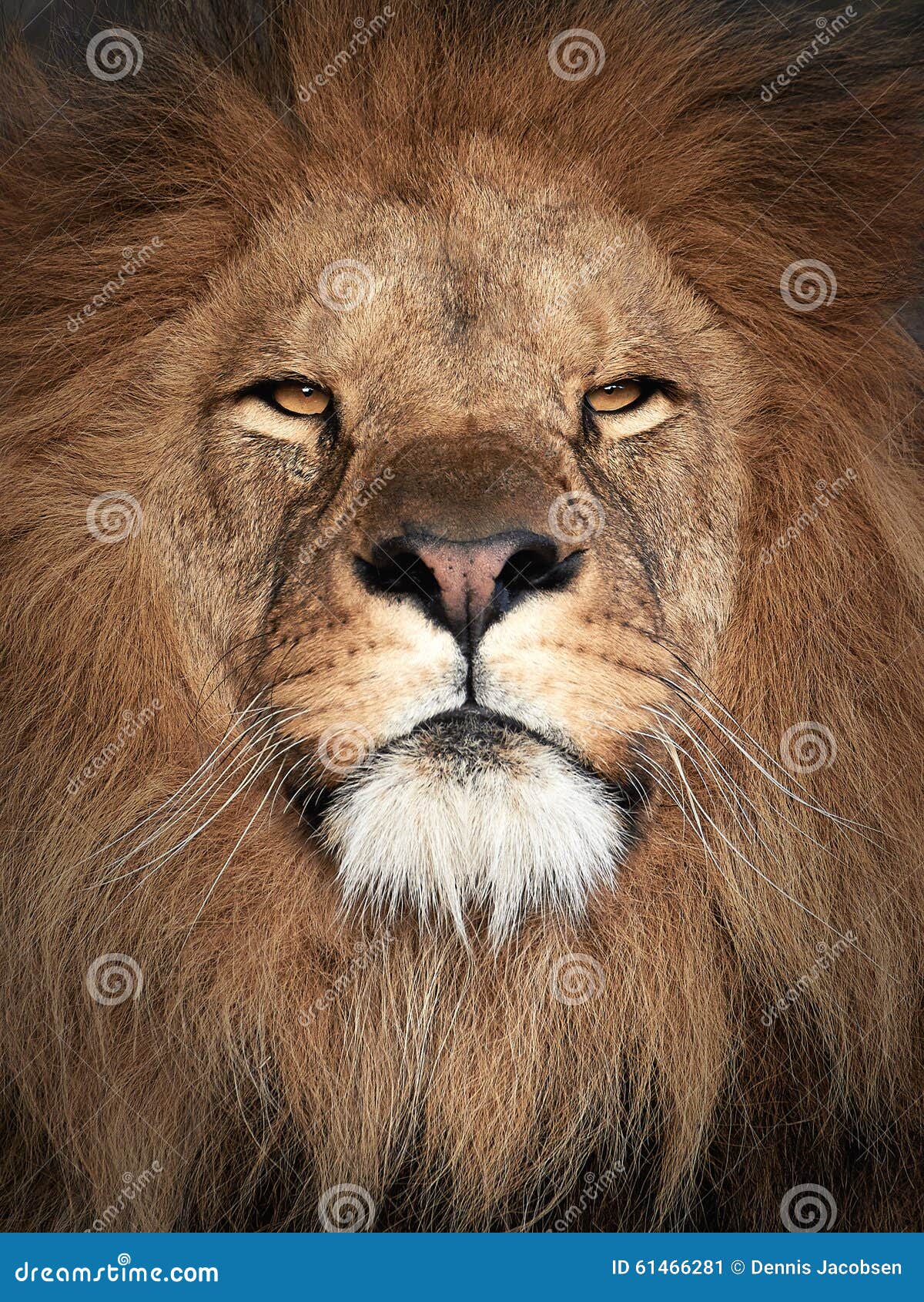 Leone (Panthera leo) immagine stock. Immagine di maschio - 61466281