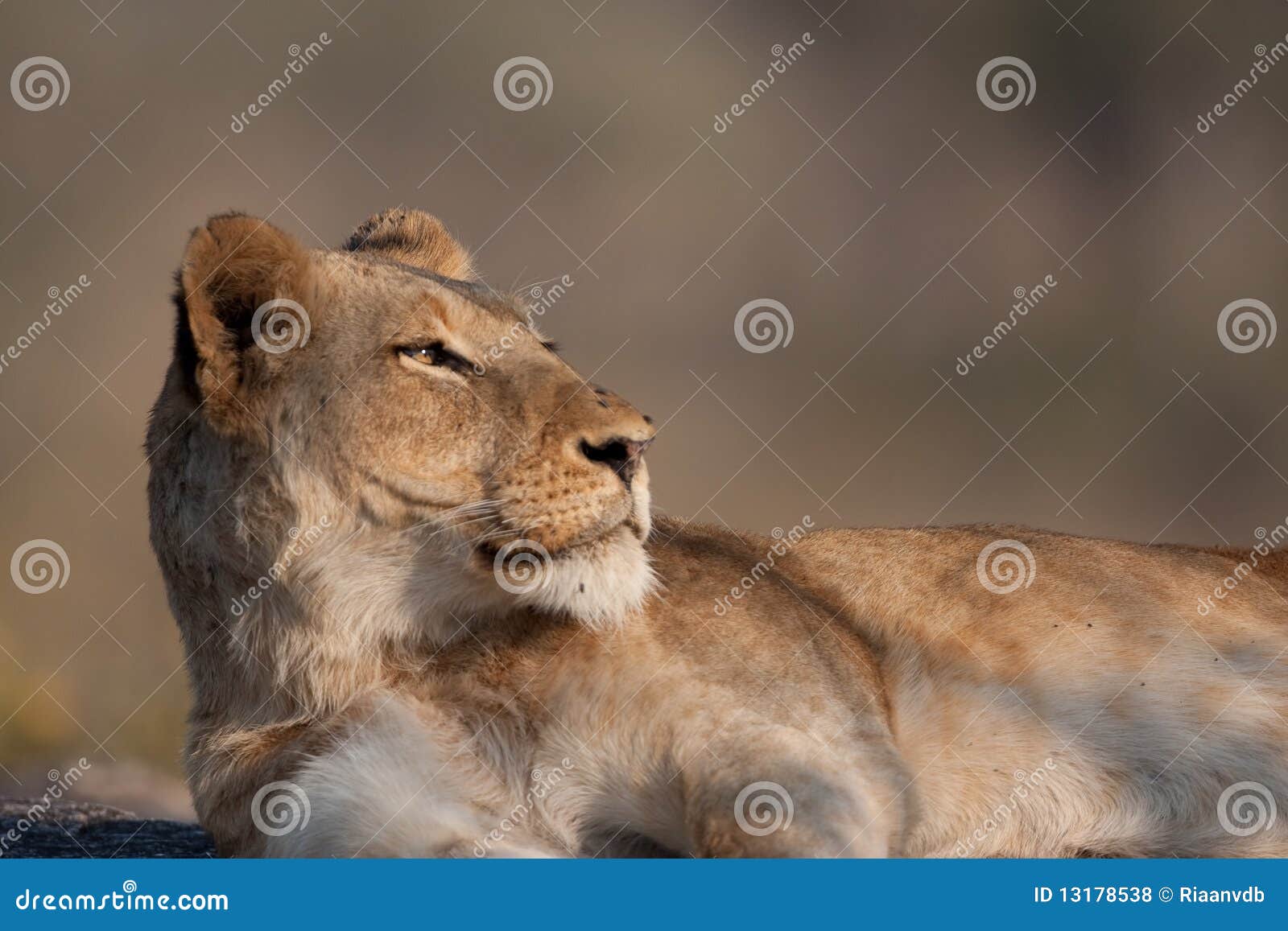 Leone pigro fotografia stock. Immagine di pericoloso - 13178538