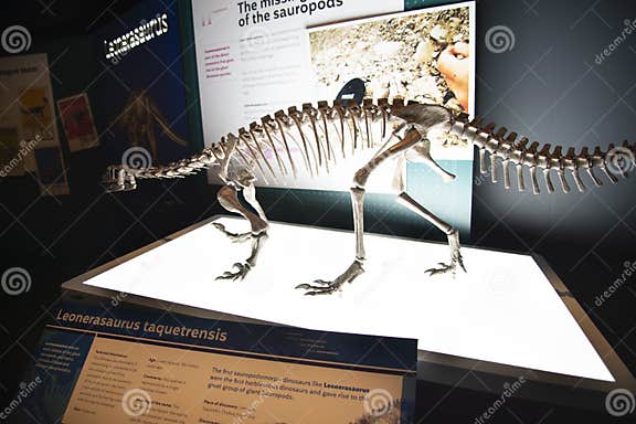 Leonerasaurus Dinosaur editorial image. Image of inside - 261006640