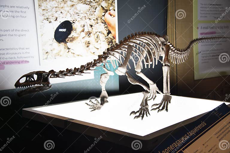 Leonerasaurus Dinosaur editorial stock photo. Image of bardip - 261006643