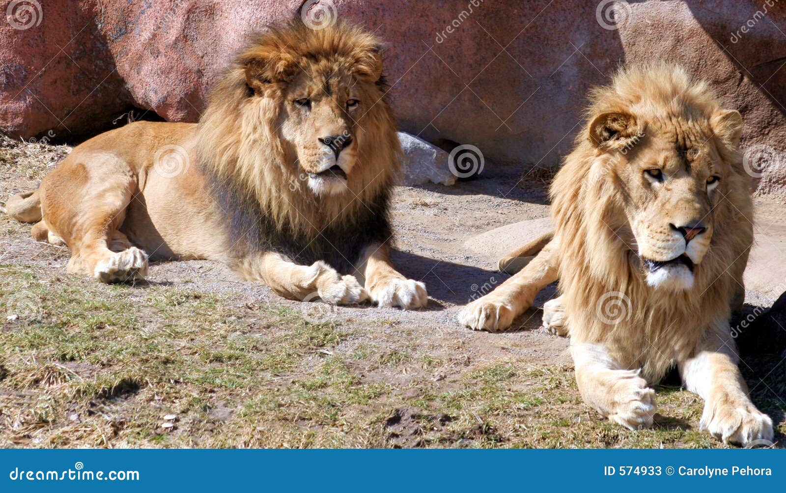 Leones imagen de archivo. Imagen de melena, safari, felino - 574933