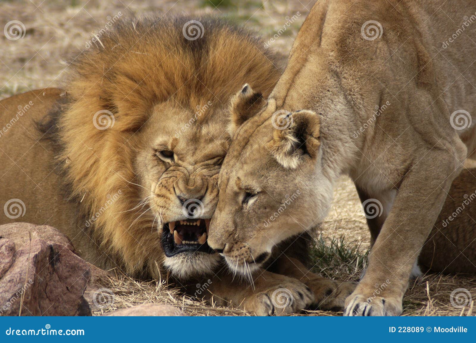 Leones de pelea imagen de archivo. Imagen de felino, leona - 228089