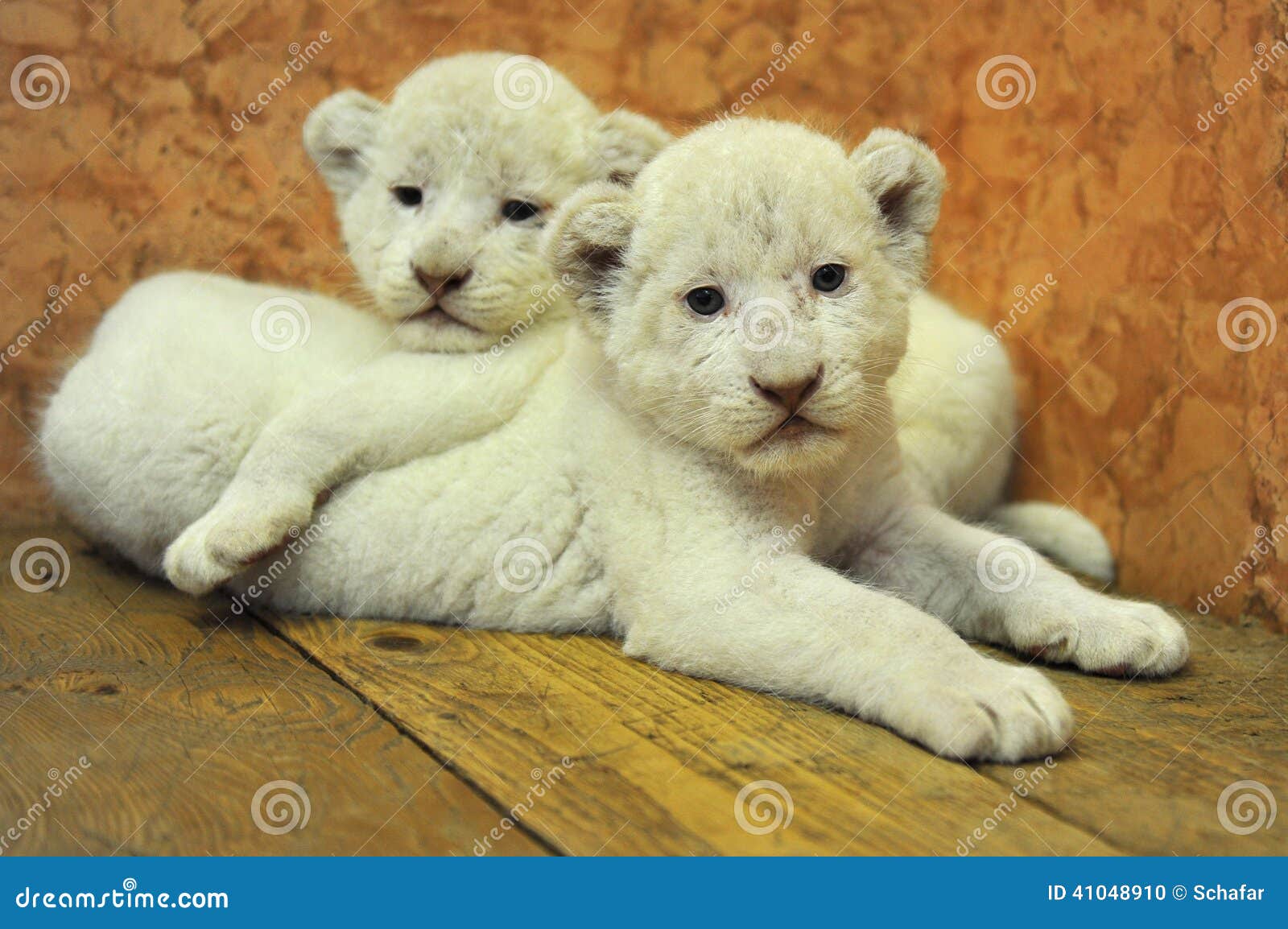 Leones del blanco del bebé foto de archivo. Imagen de animal - 41048910