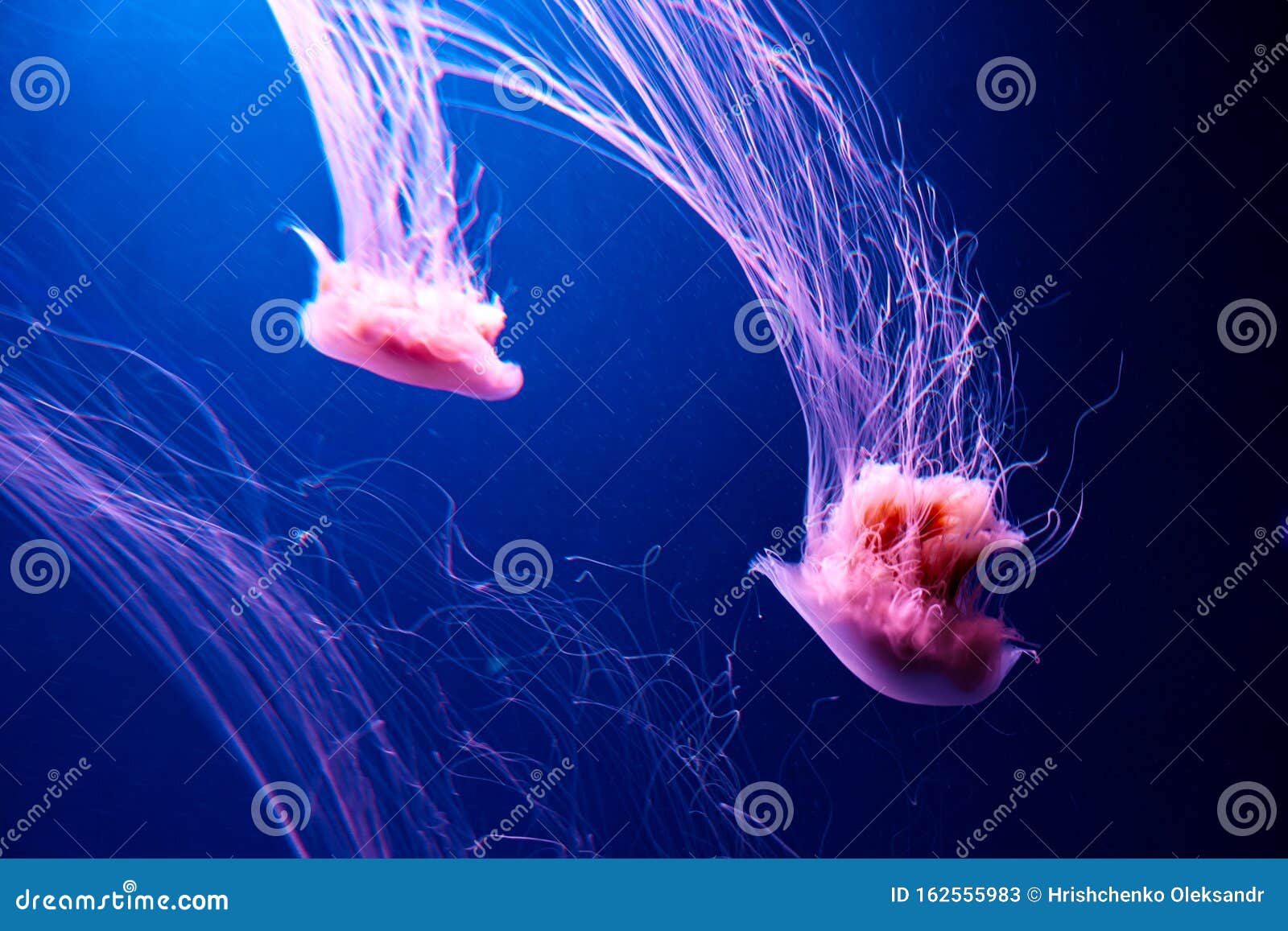 Leones Mane Jellyfish Cyanea Capillata Imagen de archivo - Imagen de ...