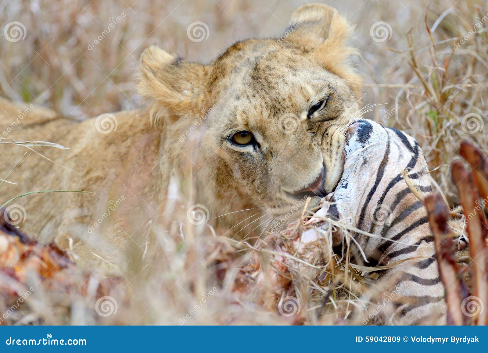 Leones que comen una cebra imagen de archivo. Imagen de pata - 59042809