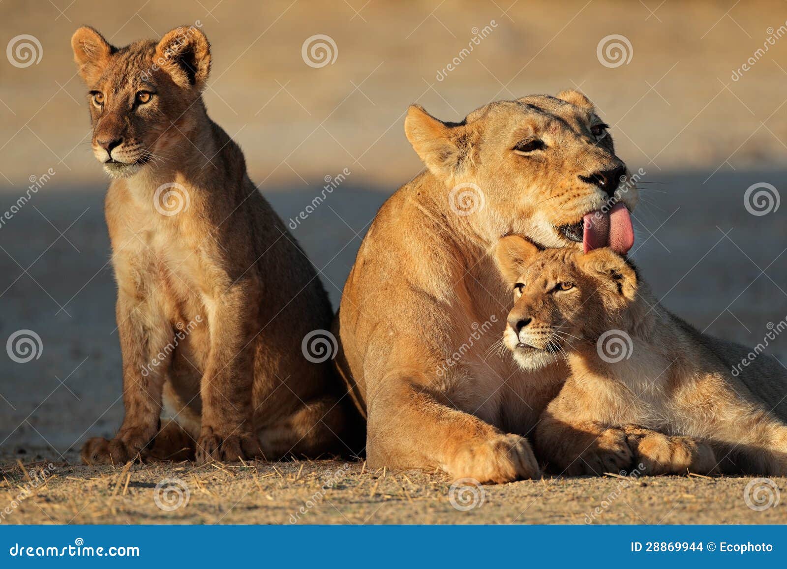 Leonessa con i cuccioli fotografia stock. Immagine di leone - 28869944