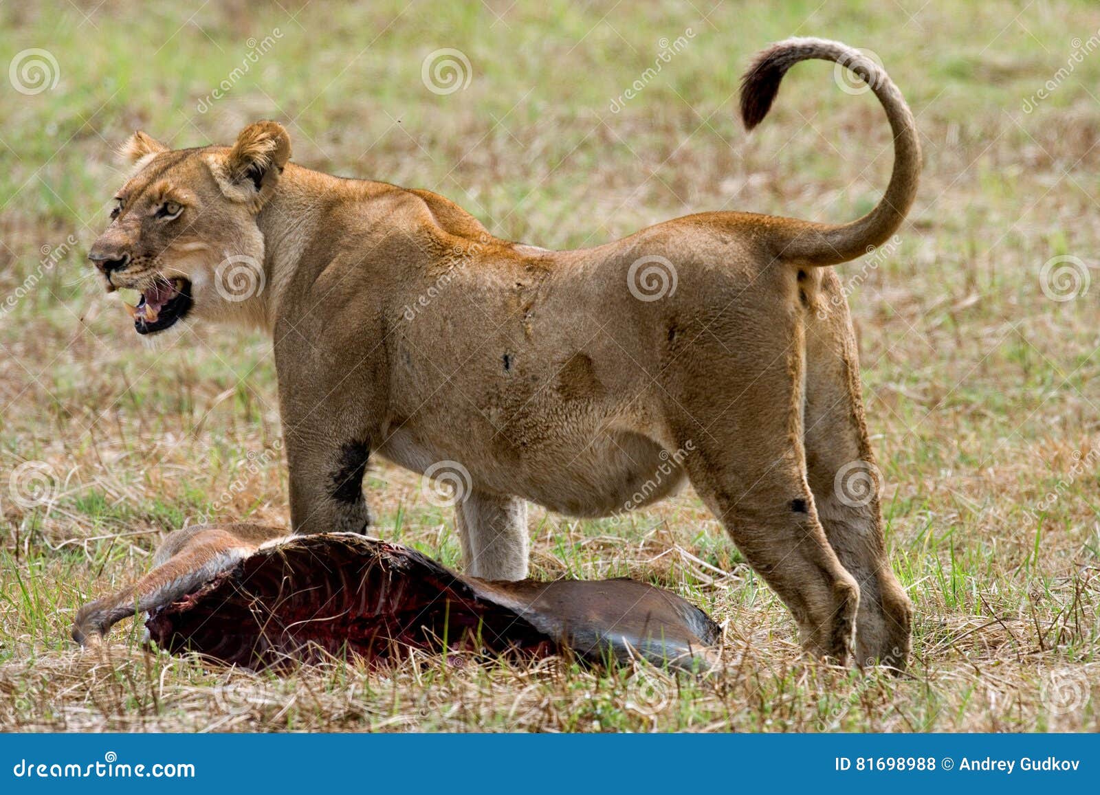 Leonessa Con La Preda Botswana Delta Di Okavango Fotografia Stock ...