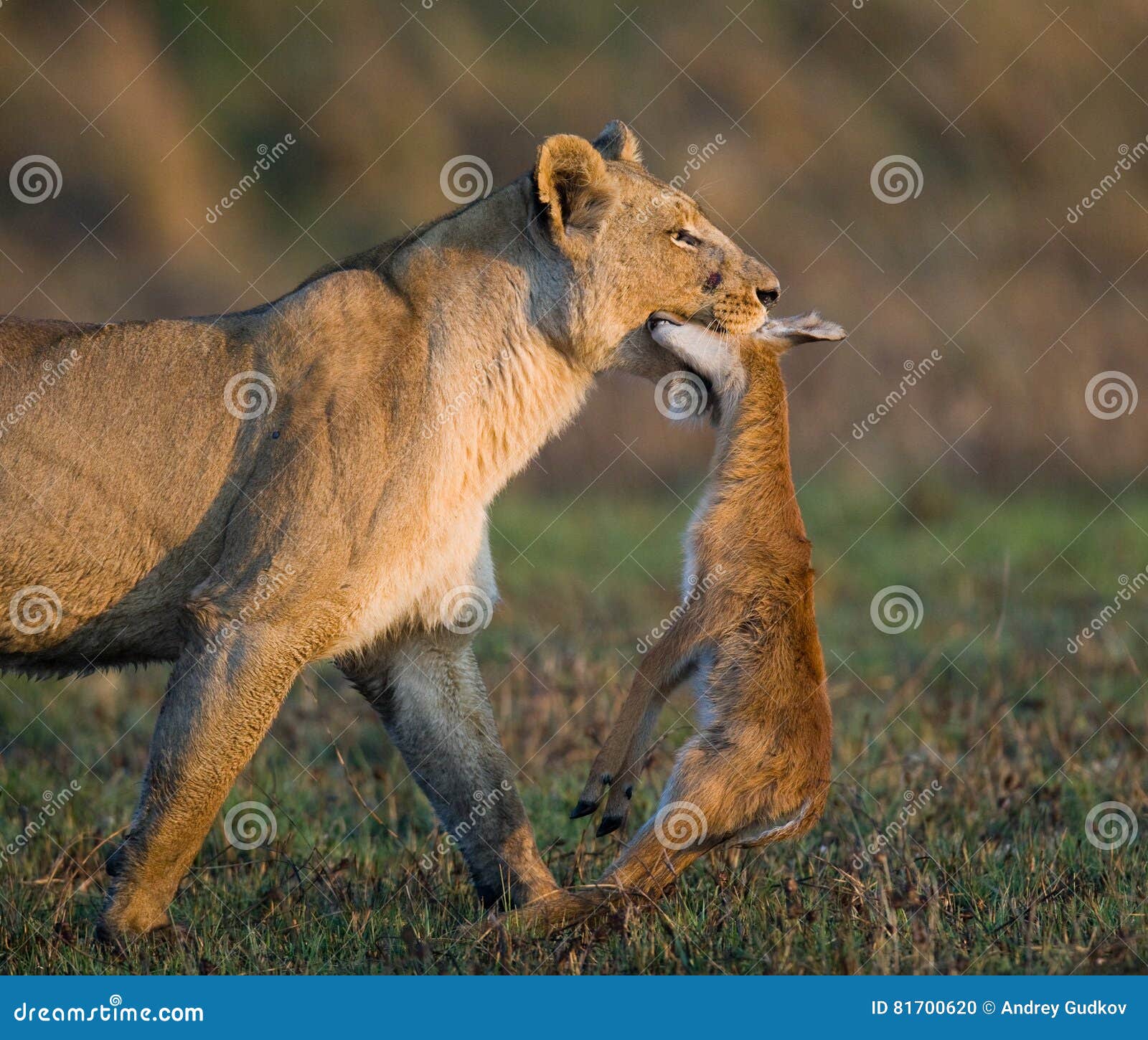 Leonessa Con La Preda Botswana Delta Di Okavango Fotografia Stock ...