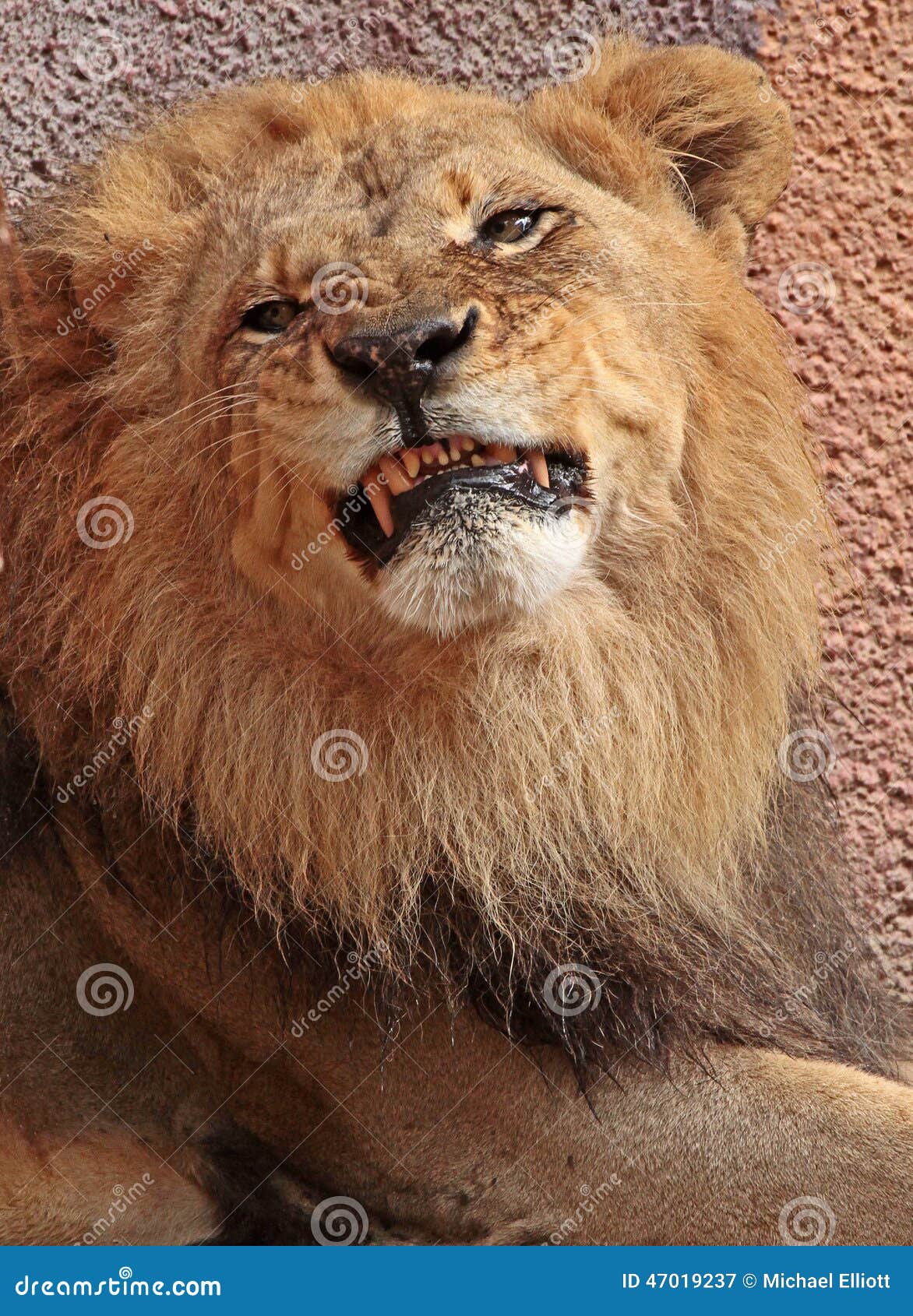 Leoni immagine stock. Immagine di campagna, giungla, africa - 47019237