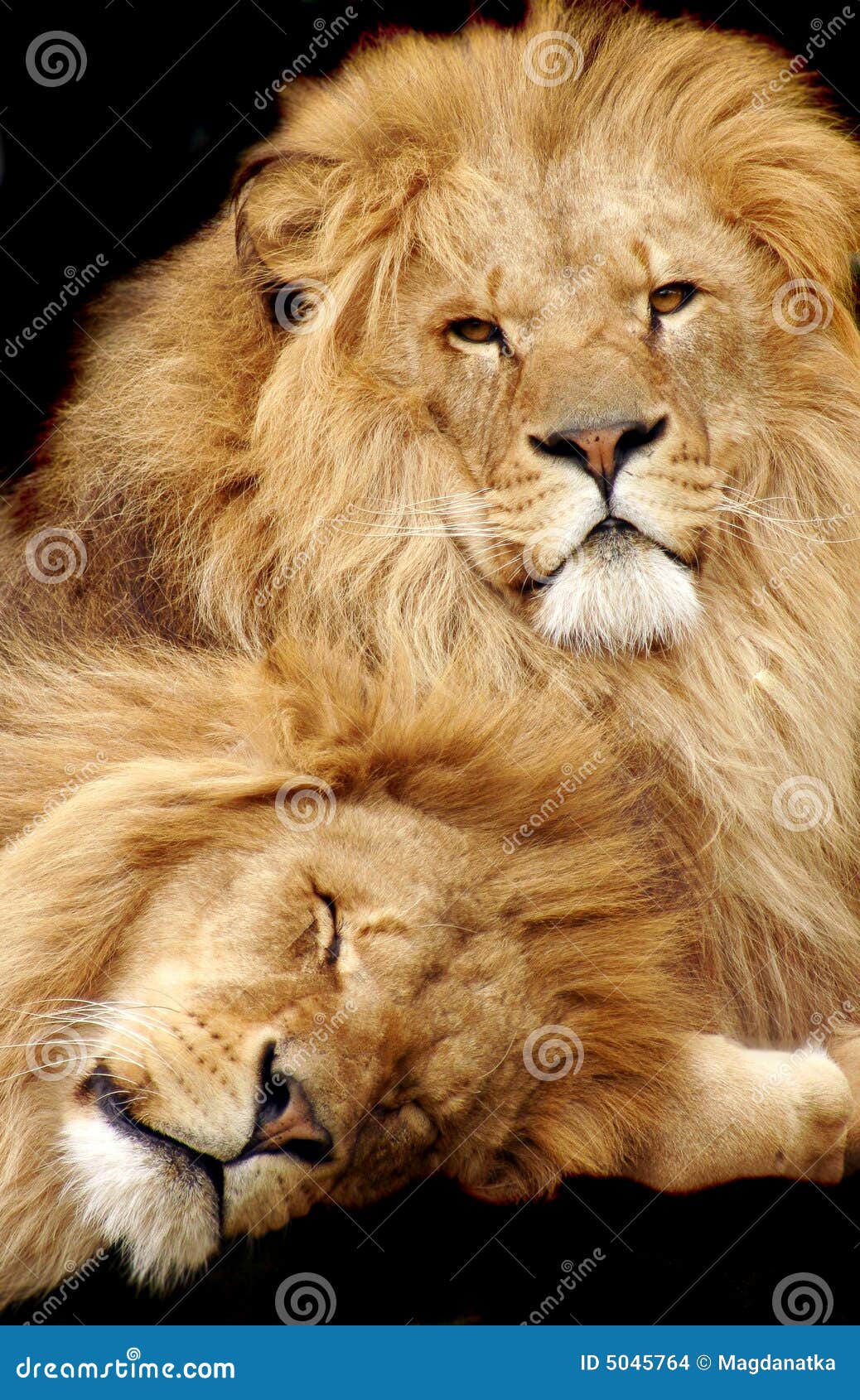 Leoni fotografia stock. Immagine di grande, maschi, africa - 5045764