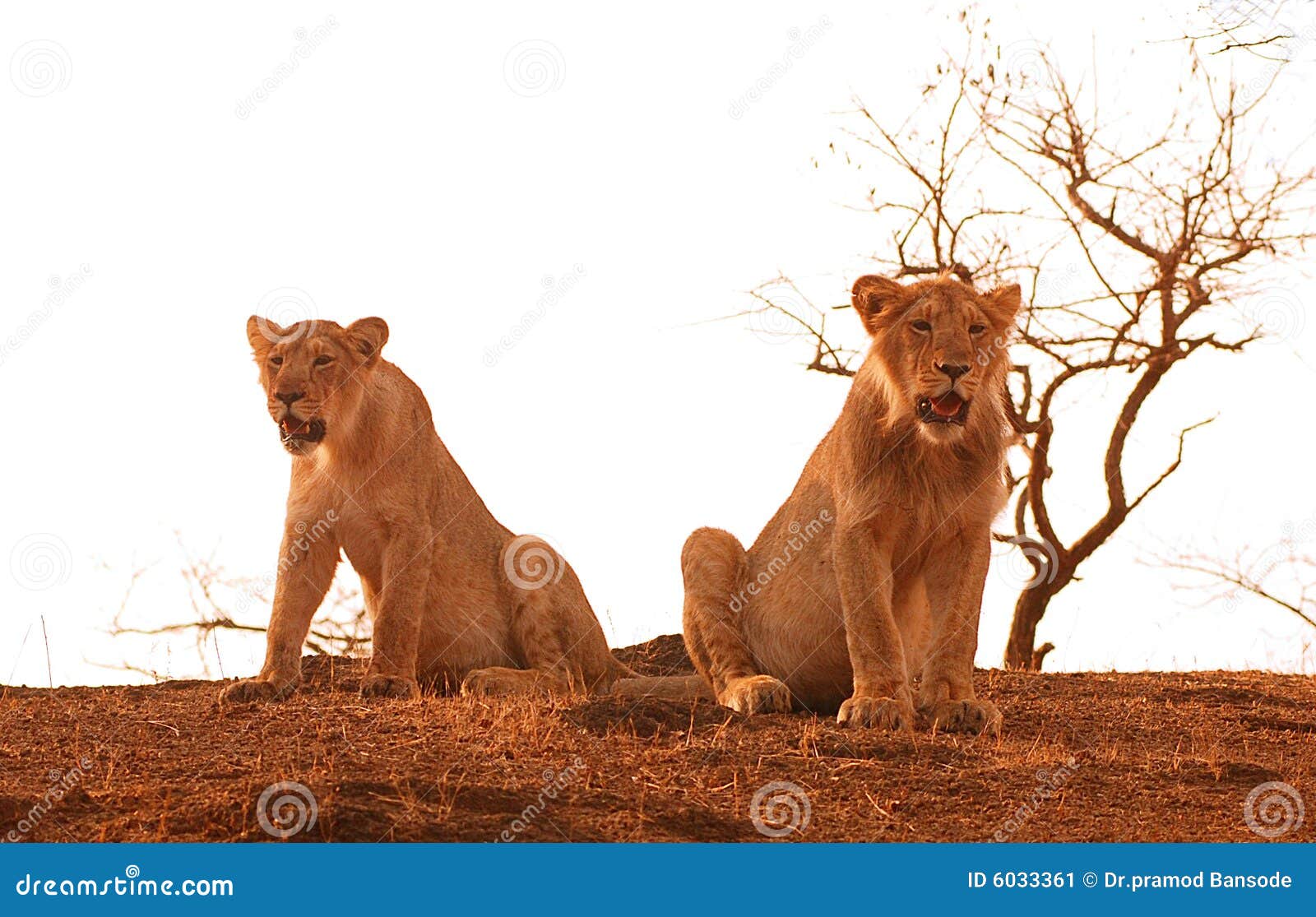 Leoni immagine stock. Immagine di bianco, bambino, bambini - 6033361