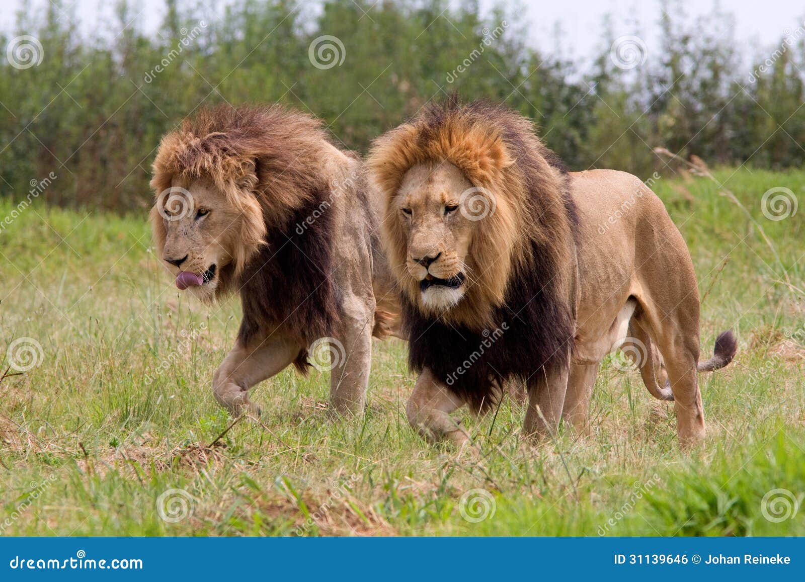 Leoni africani selvaggi fotografia stock. Immagine di leone - 31139646