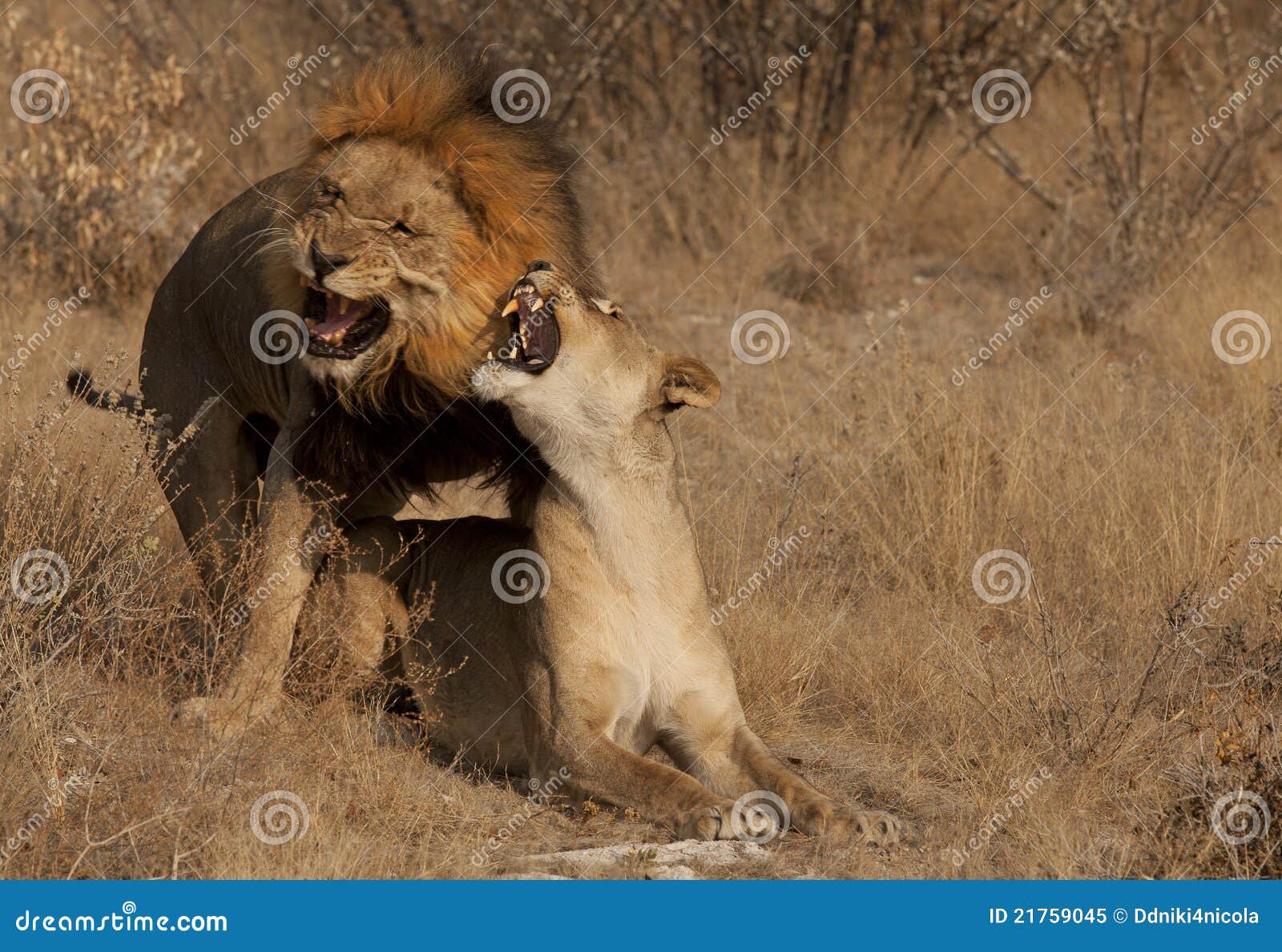 Leoni che copulating immagine stock. Immagine di morso - 21759045