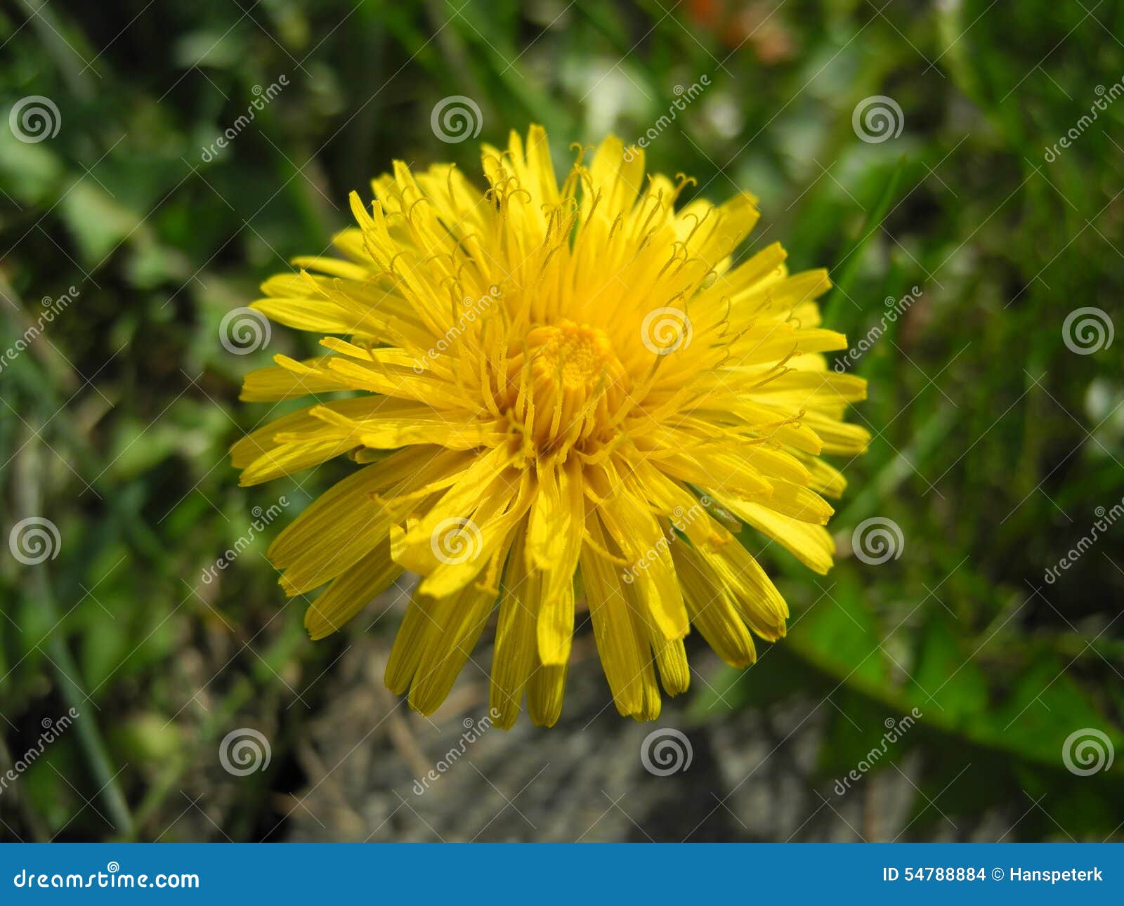 Leontodon (hawkbit) stock photo. Image of leontodon, dandelion - 54788884