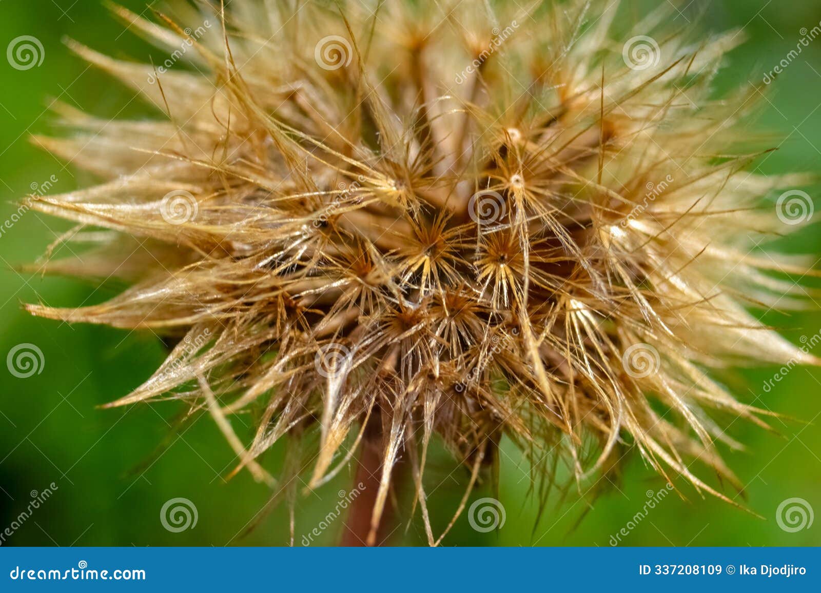 Leontodon Hispidus — Bristly Hawkbit Stock Image - Image of nature ...