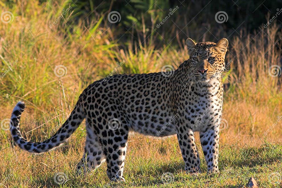 Leopard stock image. Image of dangerous, leopard, eyes - 1064929