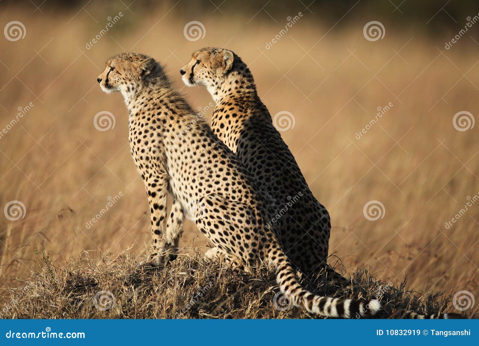 Leopard stock image. Image of hunt, panther, couple, prey - 10832919