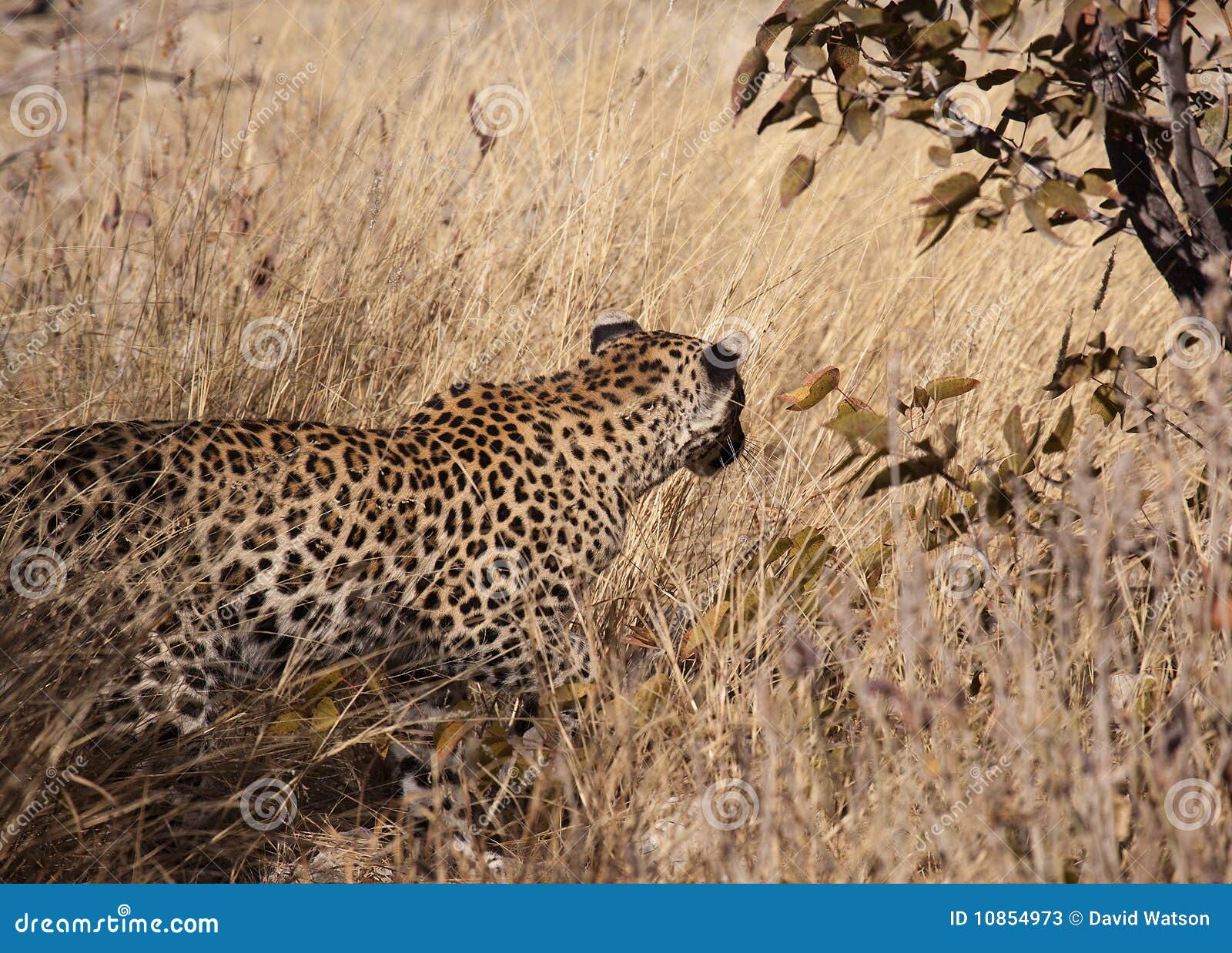 Leopard Roaming Stock Photos - Free & Royalty-Free Stock Photos from ...