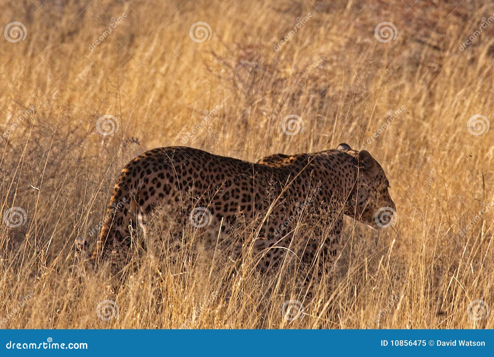 Leopard stock image. Image of grassland, savanna, wildlife - 10856475
