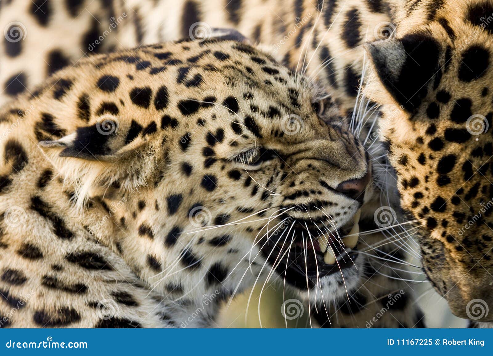 Leopard stock image. Image of panthera, stare, pardus - 11167225