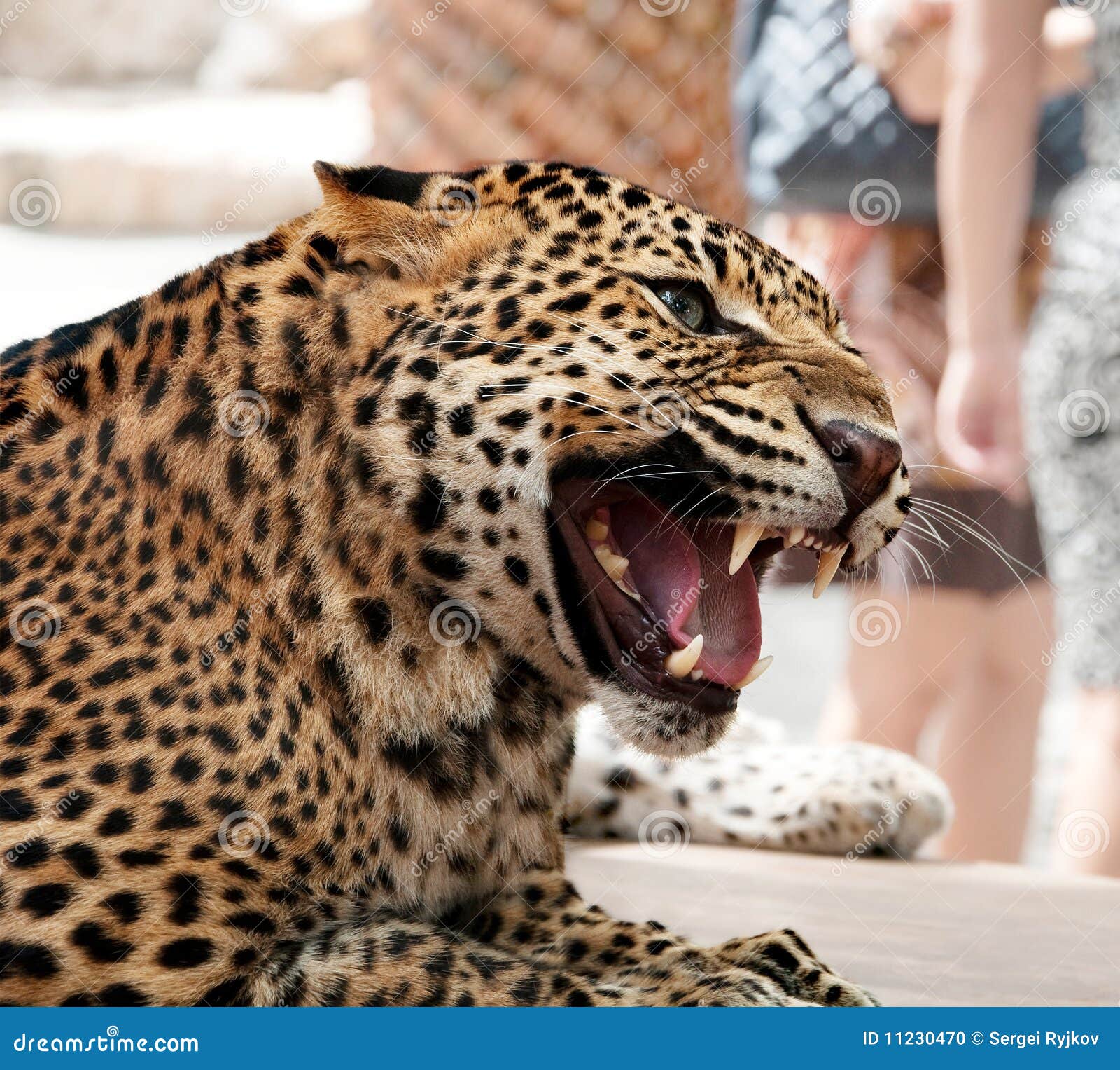 Leopard stock photo. Image of furry, teeth, creature - 11230470