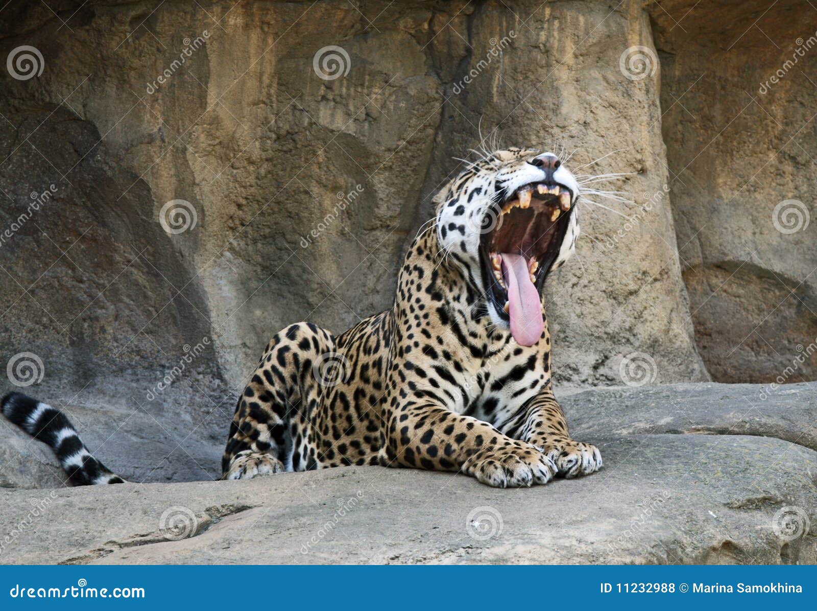 Leopard stock photo. Image of teeth, cats, leopard, jaws - 11232988