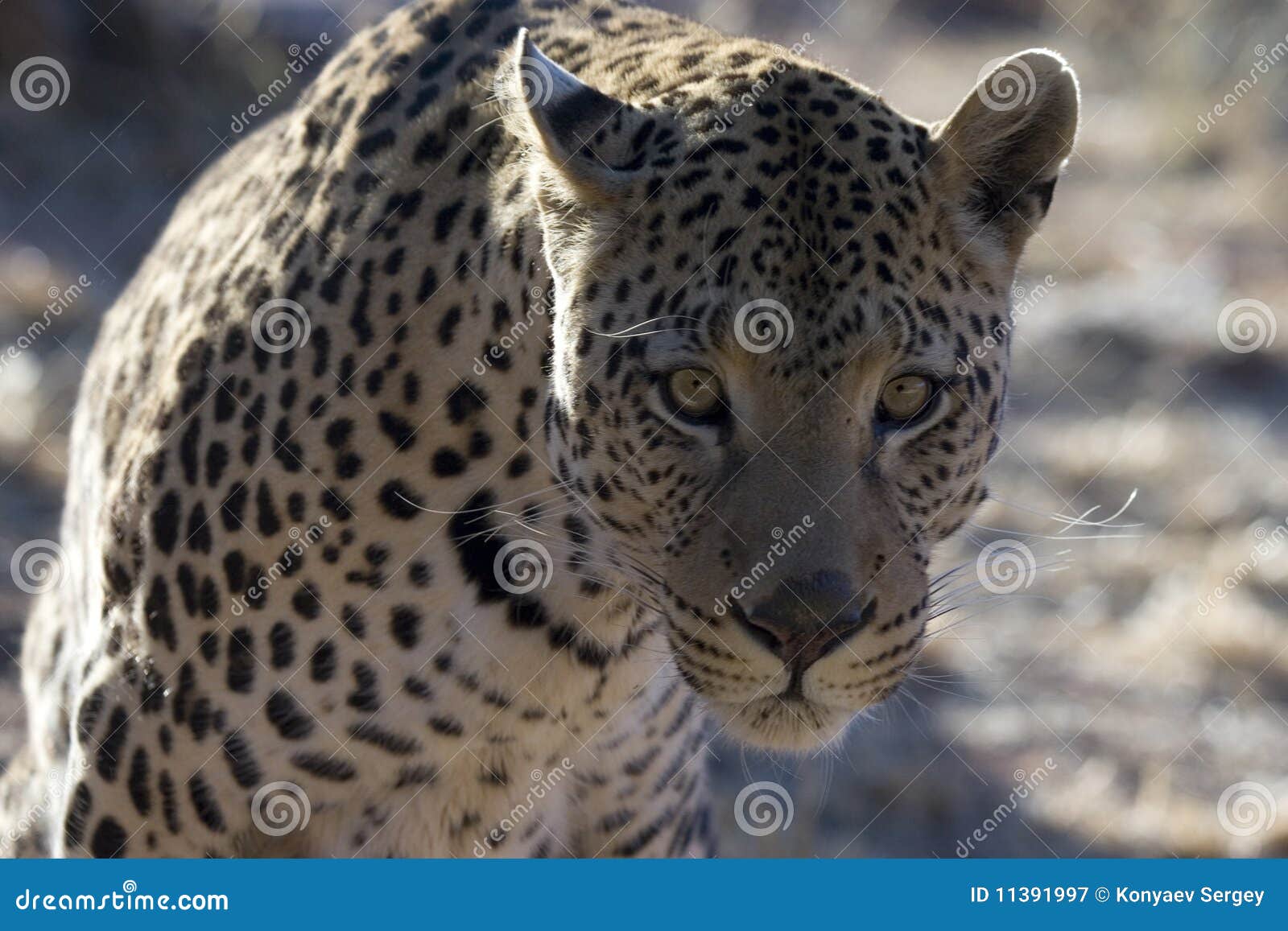 Leopard stock image. Image of hungry, predator, africa - 11391997