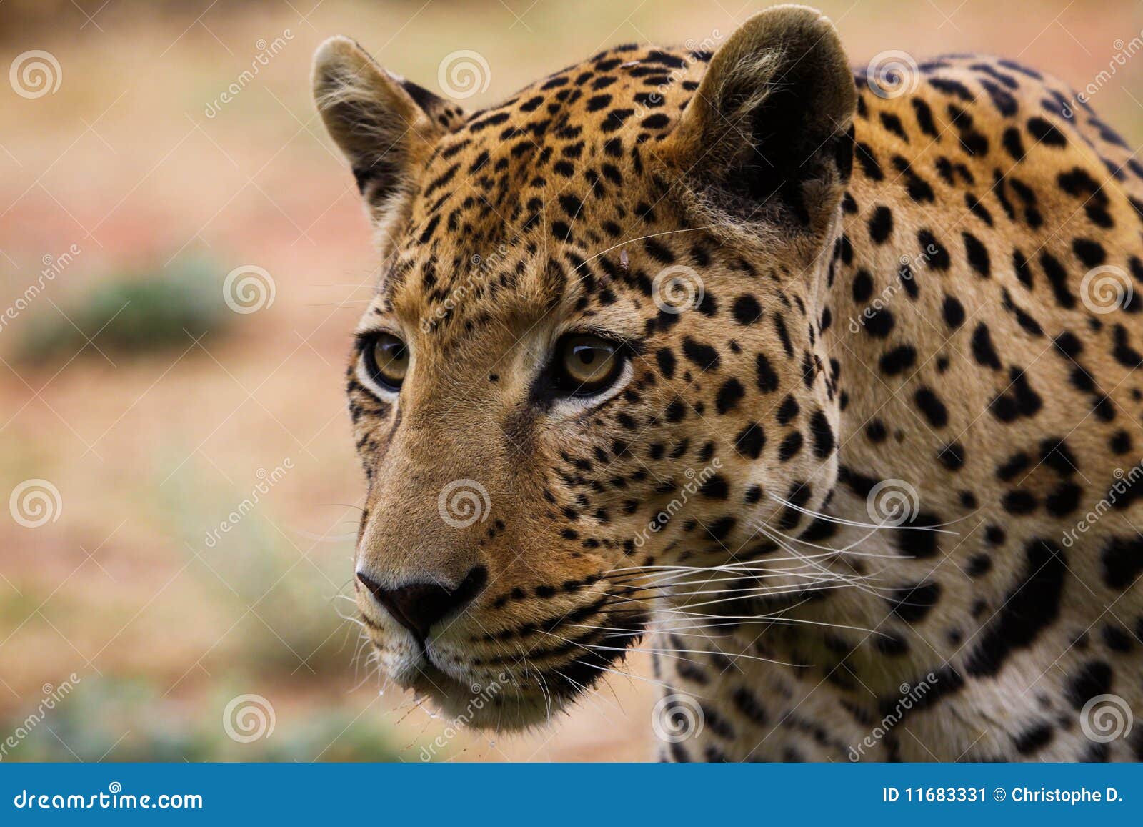 Leopard stock image. Image of agile, spotted, face, nature - 11683331