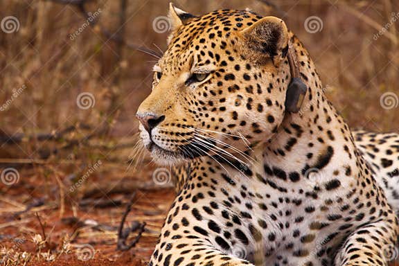 Leopard stock photo. Image of torso, creature, coat, head - 11683464