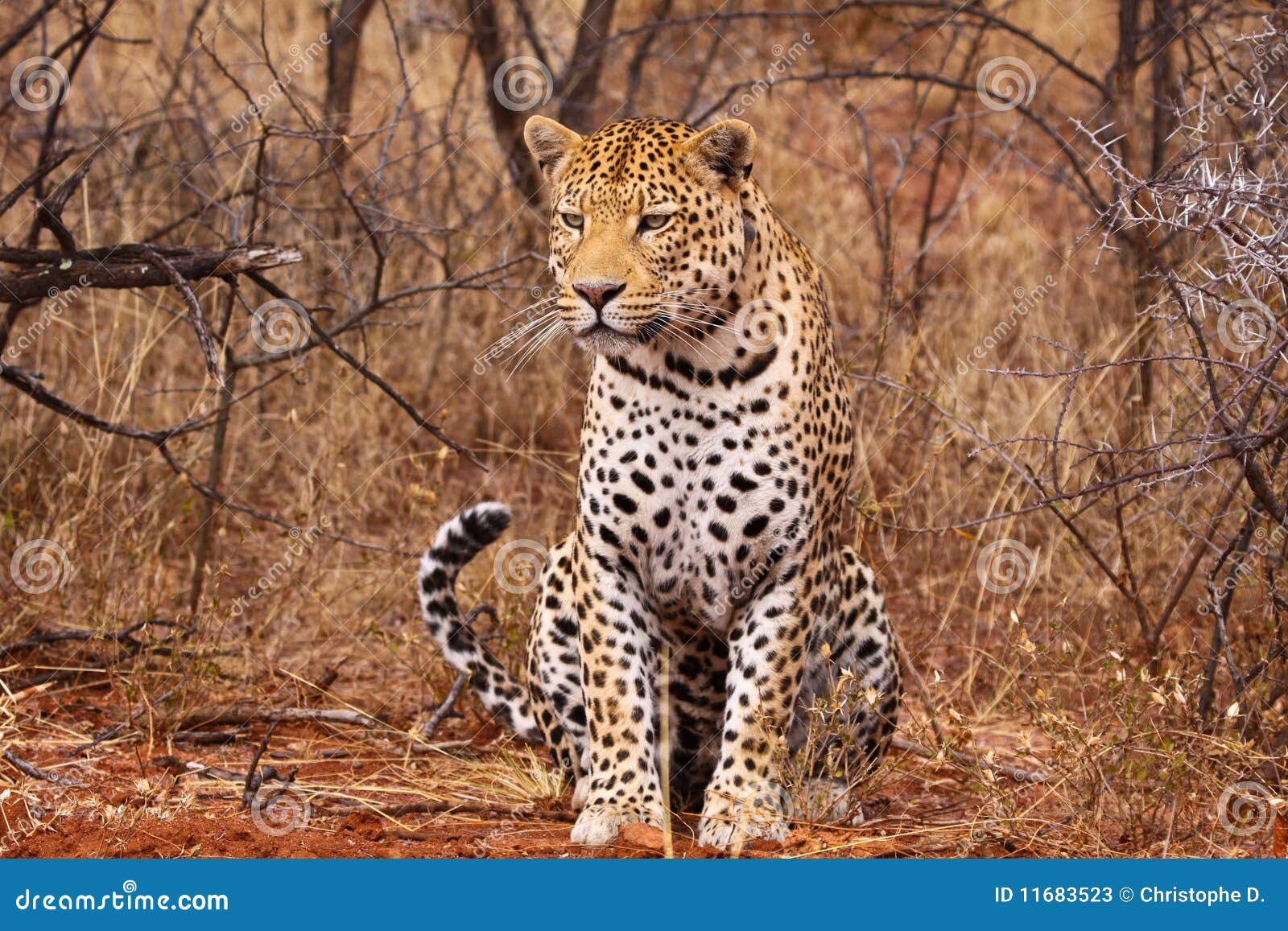 Leopard stock image. Image of feline, spot, white, nature - 11683523