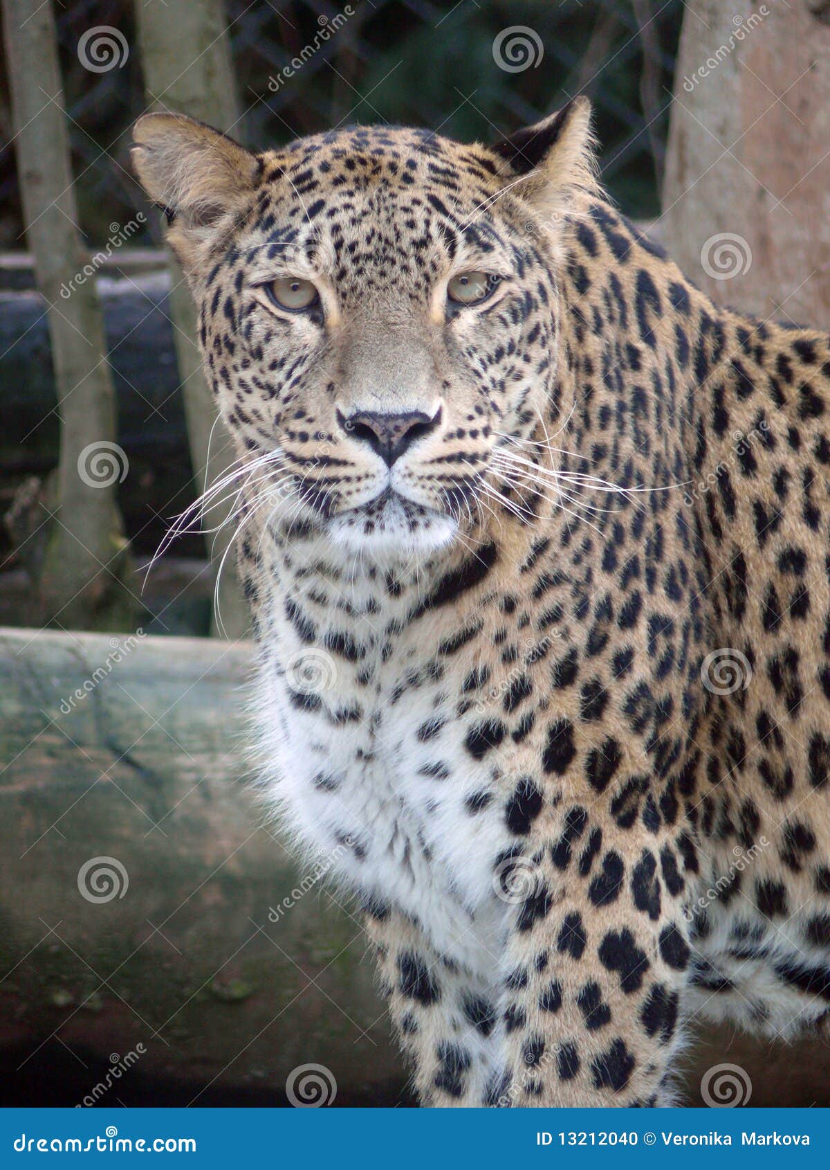 Leopard stock photo. Image of panthera, pelage, hair - 13212040