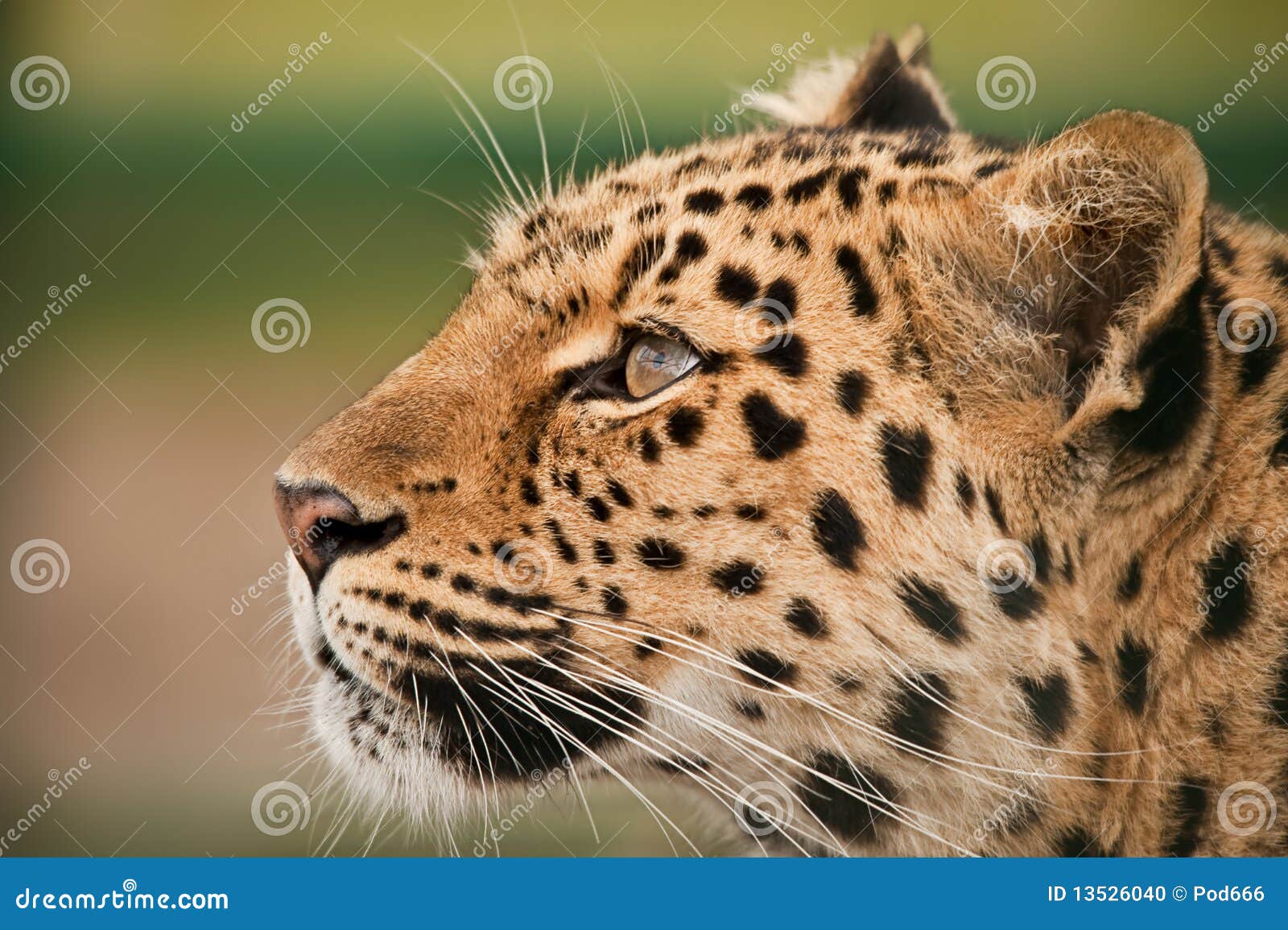 Leopard stock photo. Image of wilderness, awesome, looking - 13526040